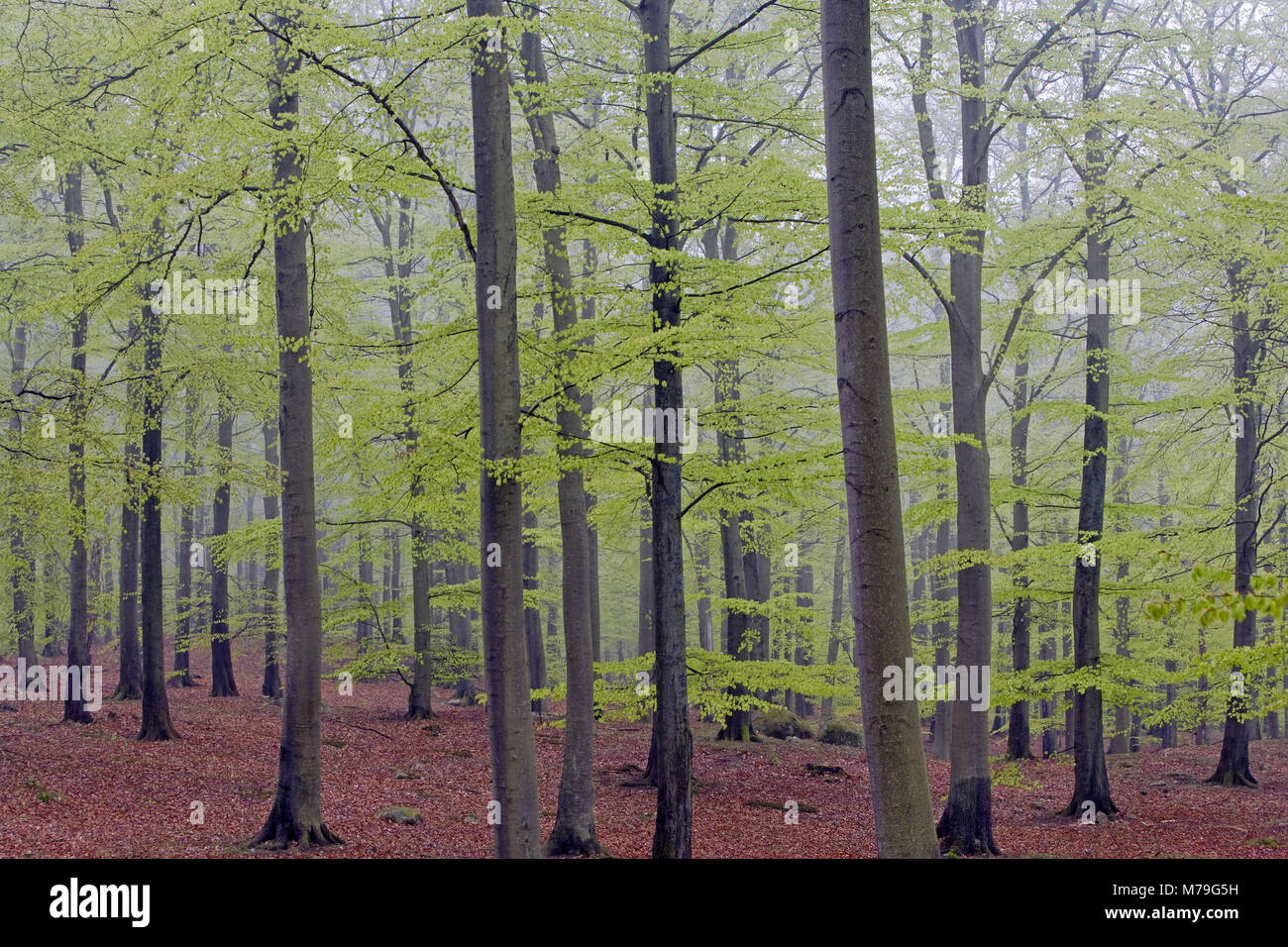 Soderasen national park hi-res stock photography and images - Alamy