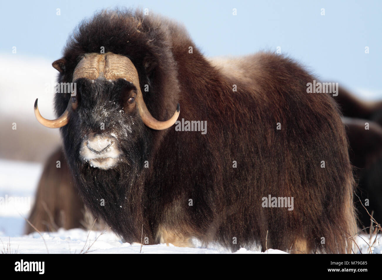 North America, the USA, Alaska, North Alaska, North Slope, musk ox ...