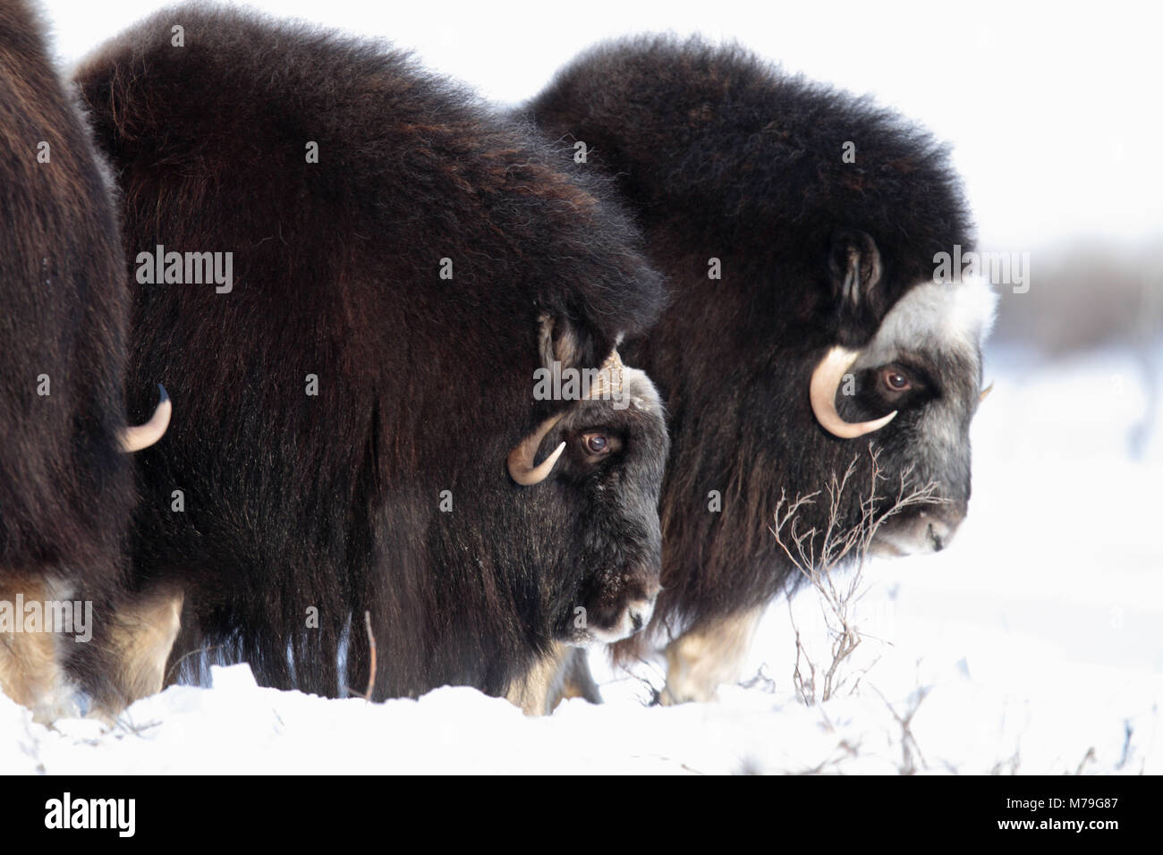 North America, the USA, Alaska, North Alaska, North Slope, musk ox ...