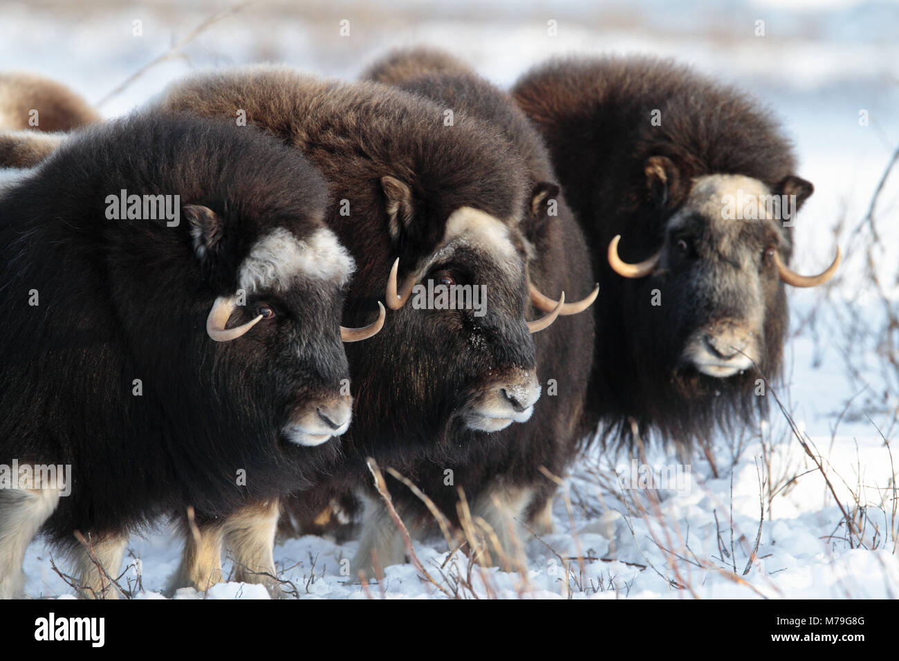 North America, the USA, Alaska, North Alaska, North Slope, musk ox ...