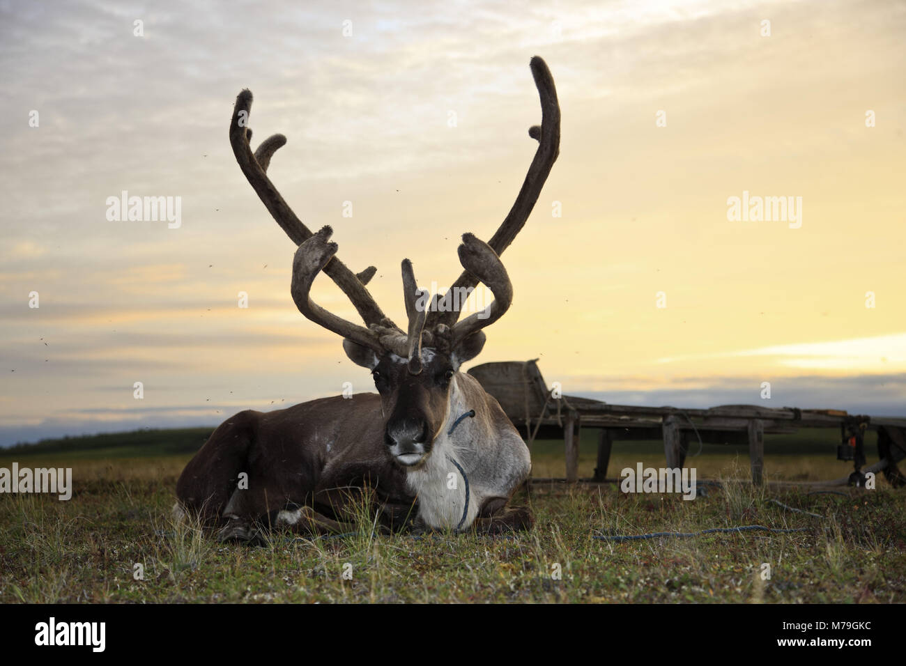 Taimyr peninsula reindeer hi-res stock photography and images - Alamy