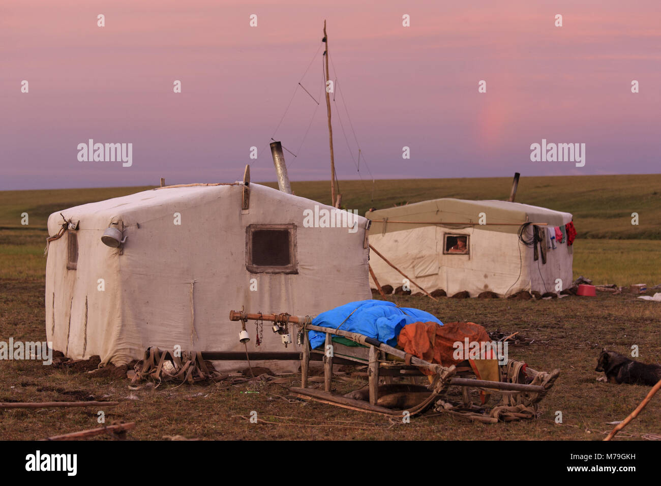 Taimyr peninsula reindeer hi-res stock photography and images - Alamy