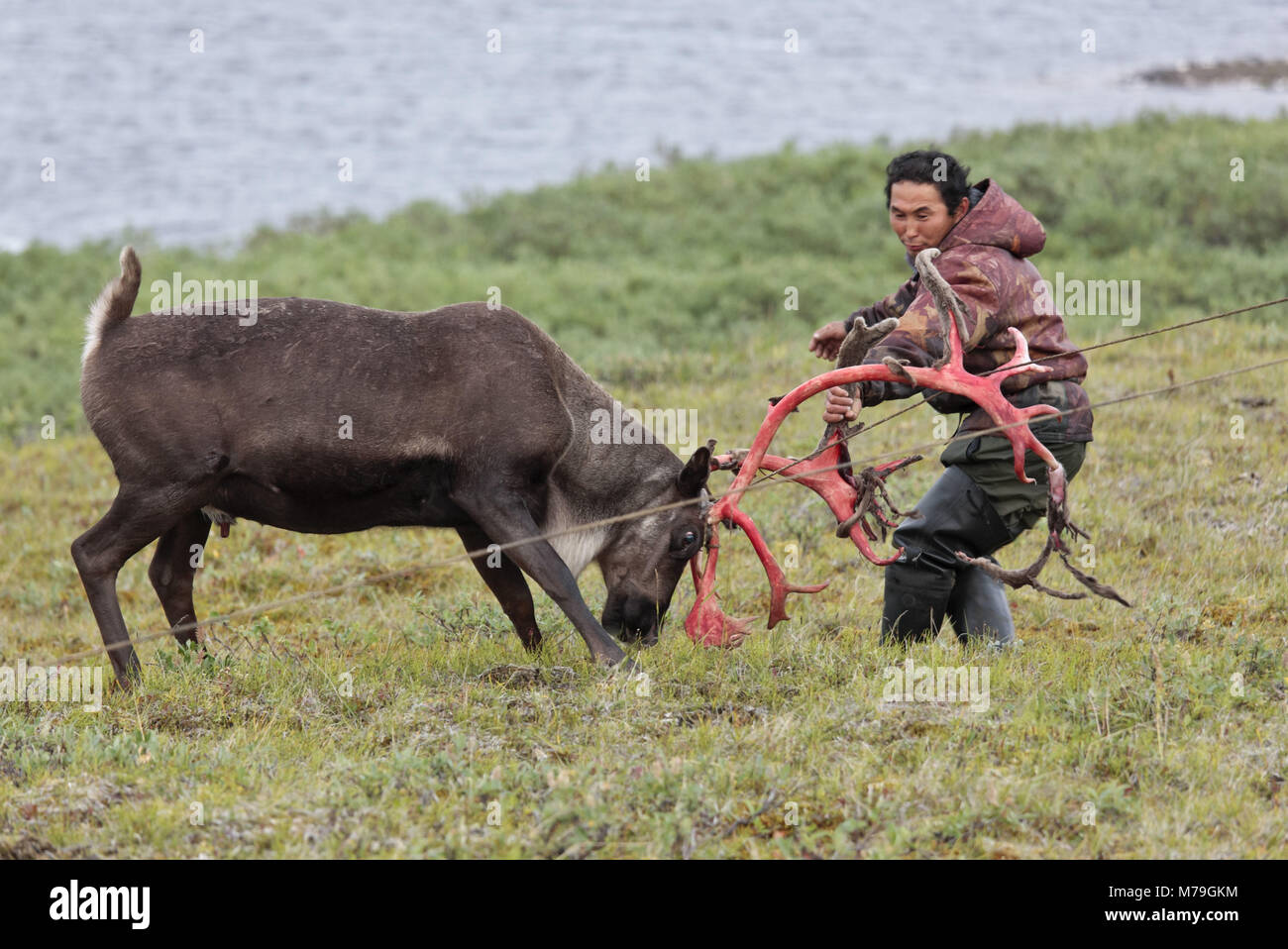 Asia, Russia, Siberia, region of Krasnojarsk, Taimyr peninsula ...