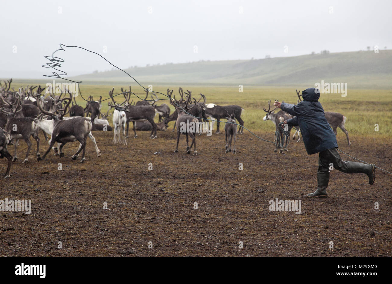Asia, Russia, Siberia, region of Krasnojarsk, Taimyr peninsula ...