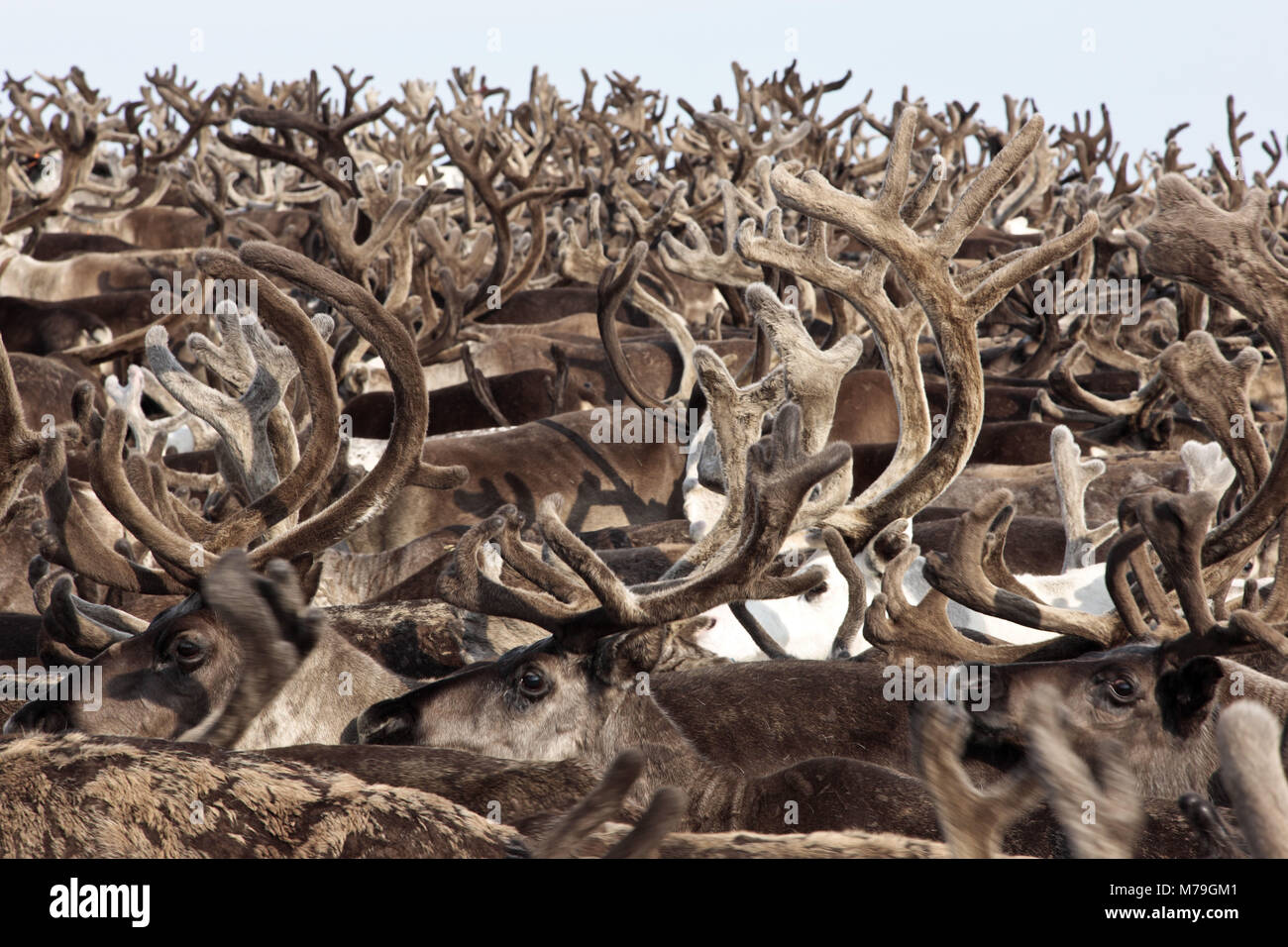 Taimyr Peninsula Reindeer High Resolution Stock Photography and Images ...