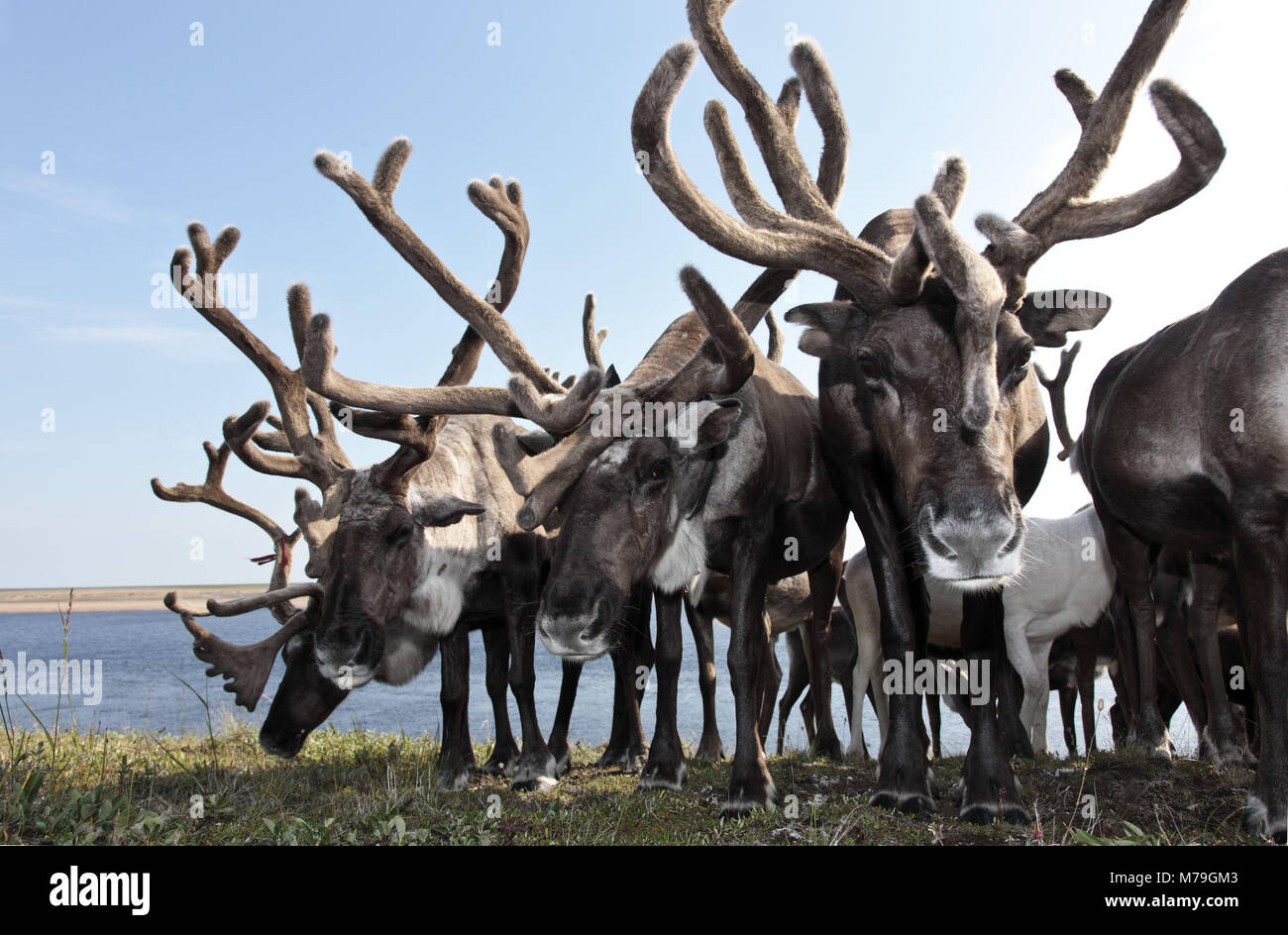 Taimyr peninsula reindeer hi-res stock photography and images - Alamy