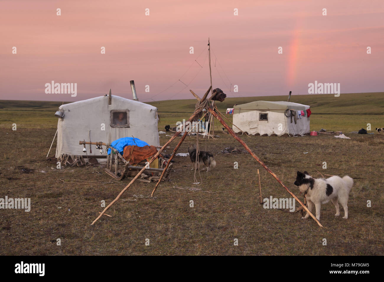 Taimyr peninsula reindeer hi-res stock photography and images - Alamy