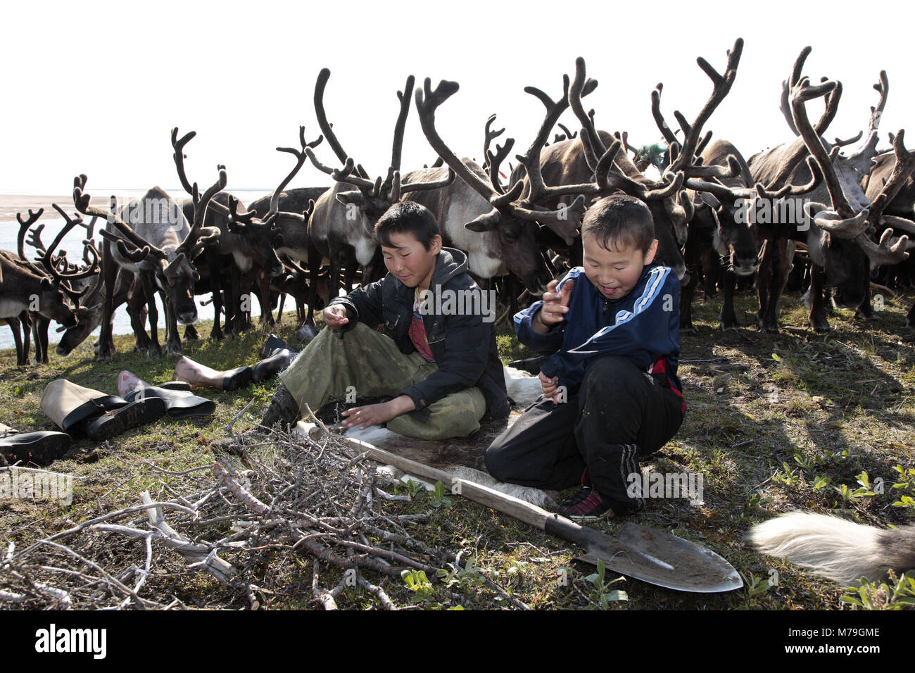 Taimyr peninsula reindeer hi-res stock photography and images - Alamy