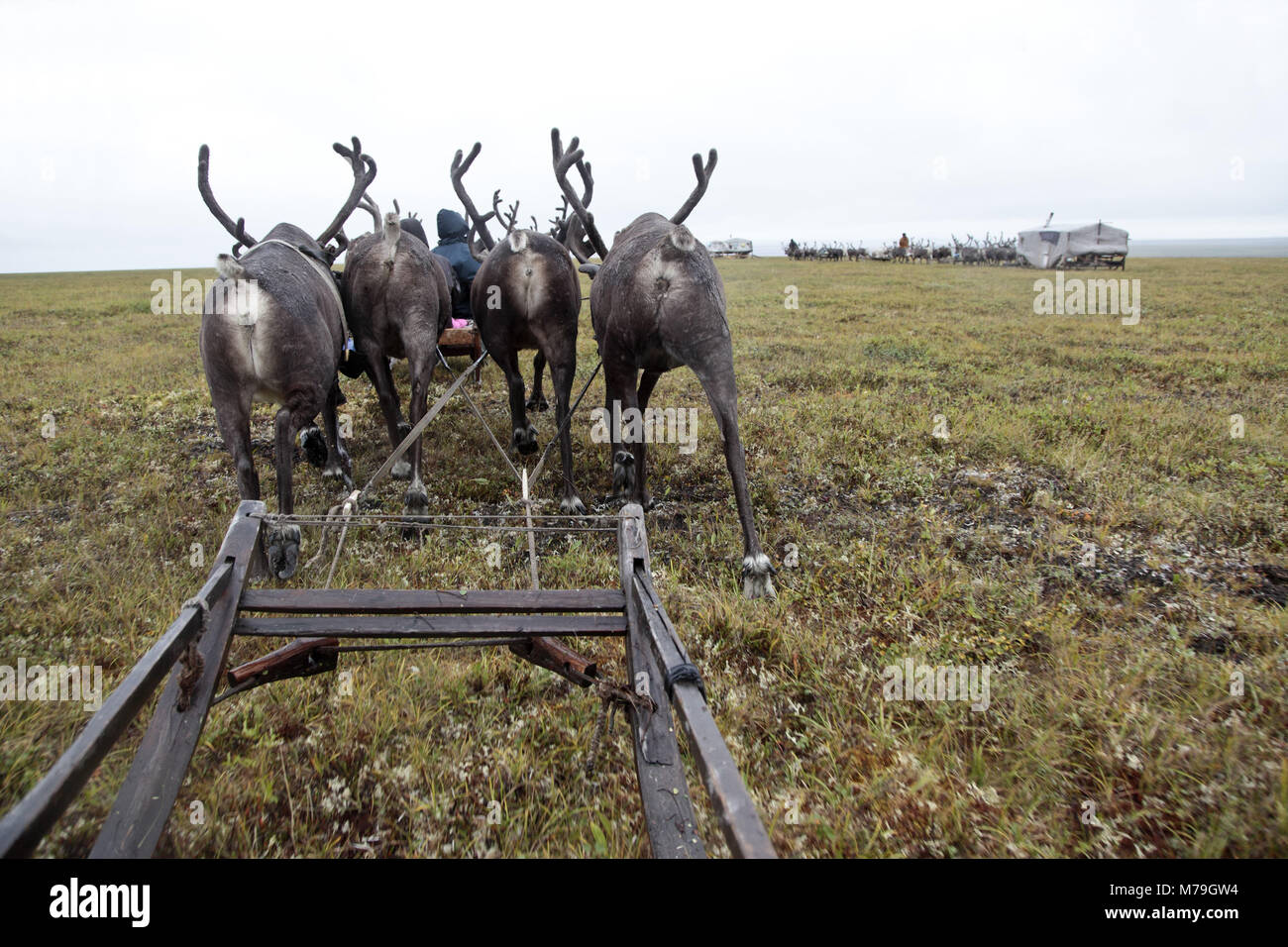 Taimyr peninsula reindeer hi-res stock photography and images - Alamy