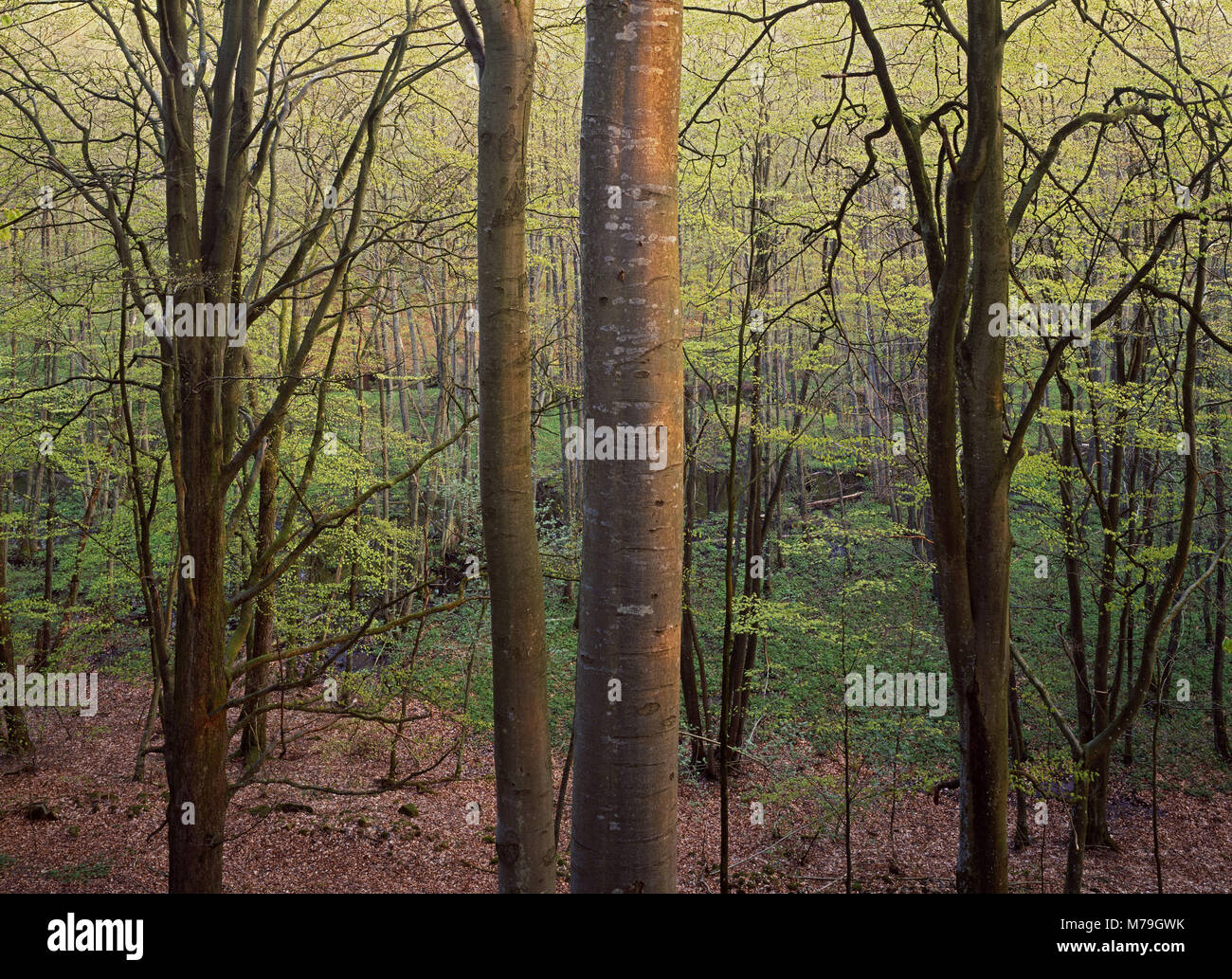 Sweden, Skane, wood, Söderasen, trees, trunks, season, spring, nature ...