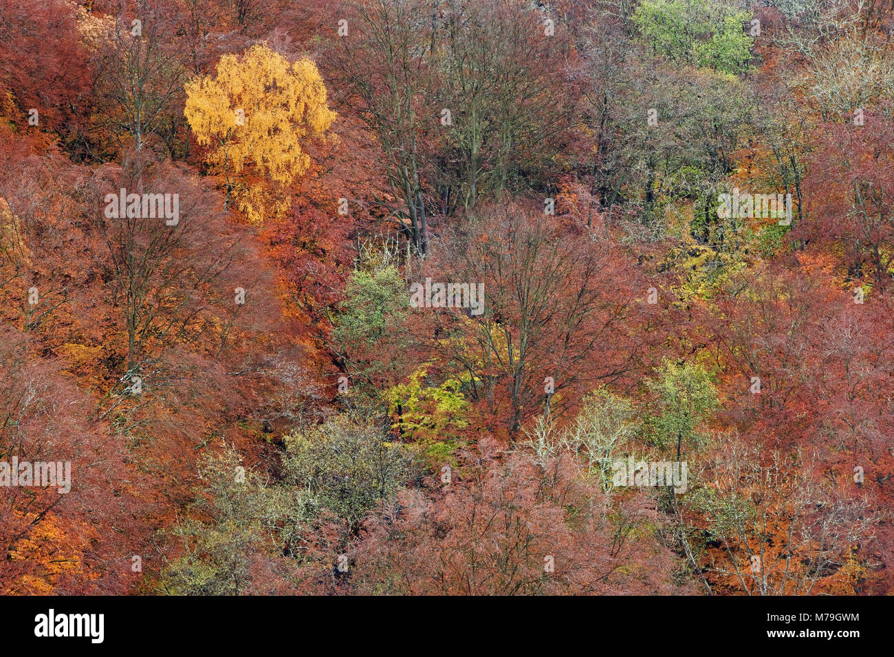 Soderasen national park hi-res stock photography and images - Alamy
