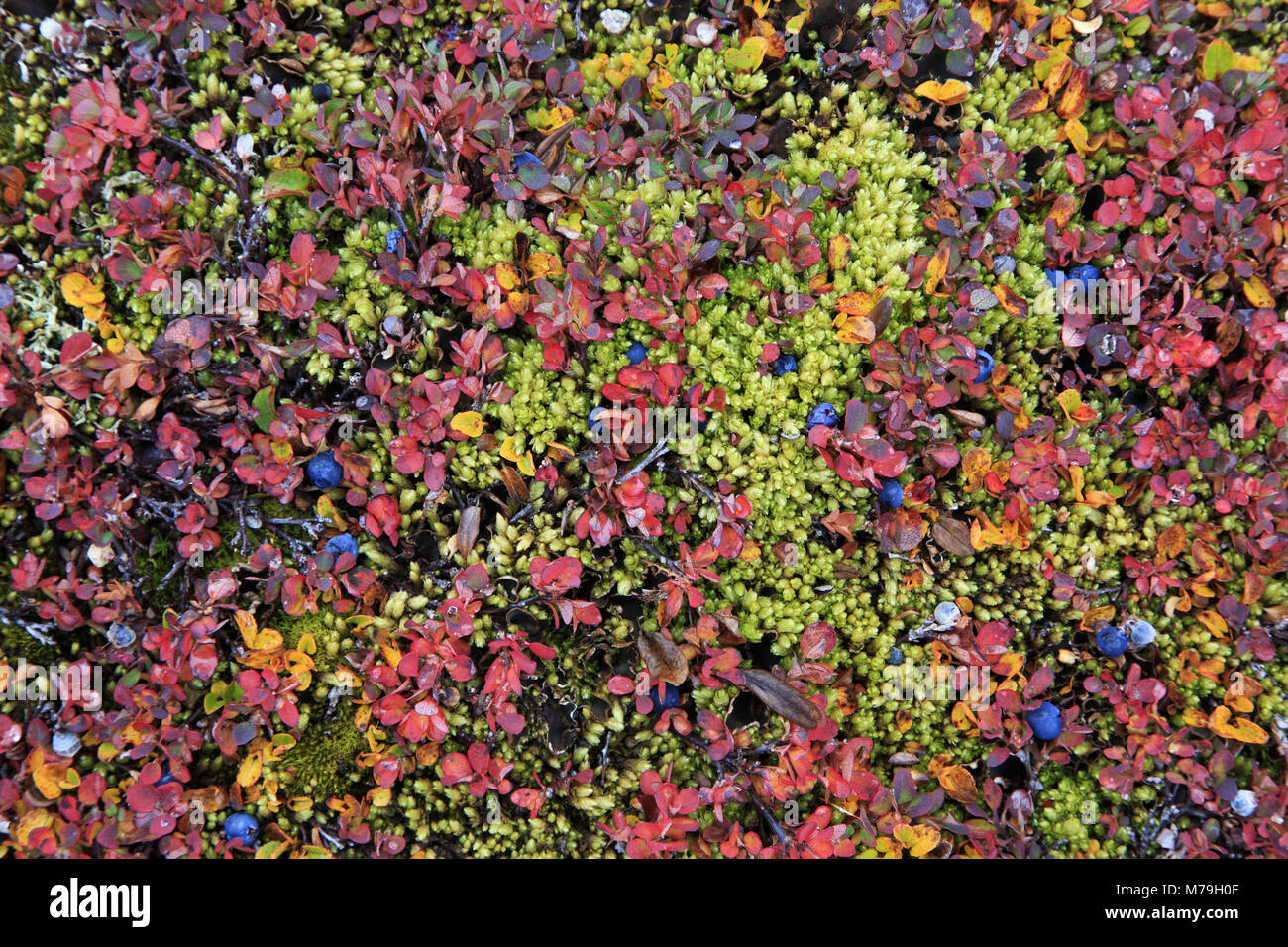 Greenland tundra hi-res stock photography and images - Alamy