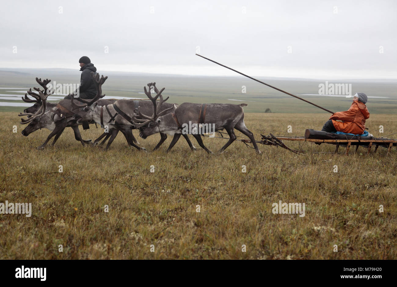 Taimyr Peninsula Reindeer High Resolution Stock Photography and Images ...