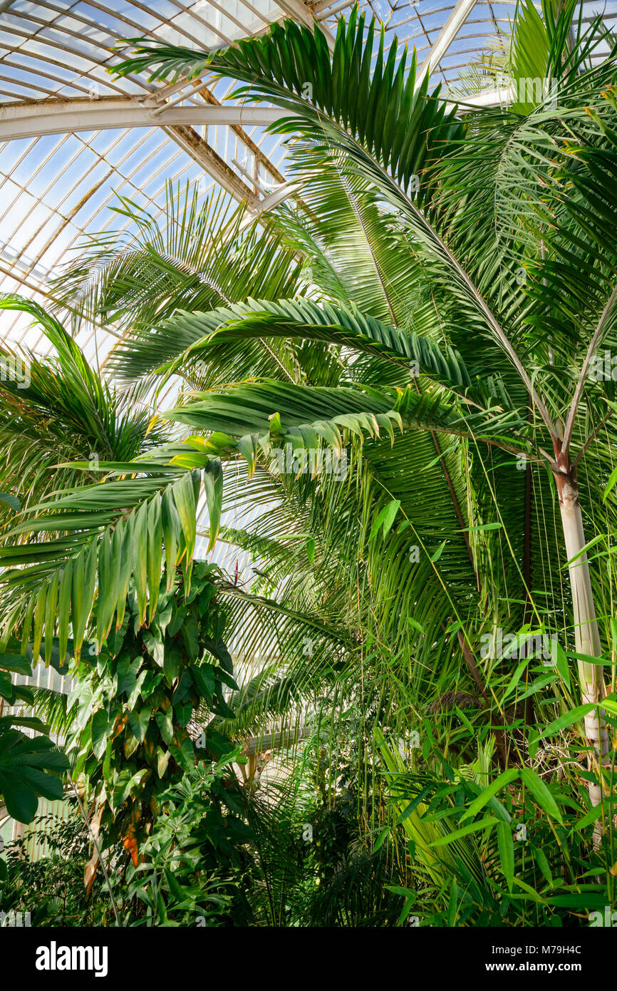 Victorian Palm House greenhouse interior with exotic tropical trees and ...