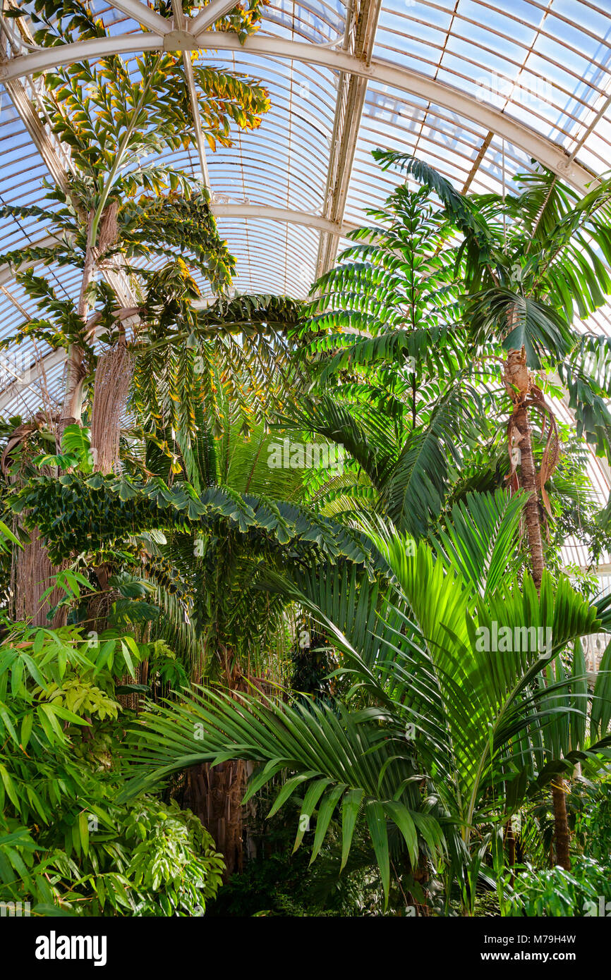 Victorian Palm House greenhouse interior with exotic tropical trees and ...