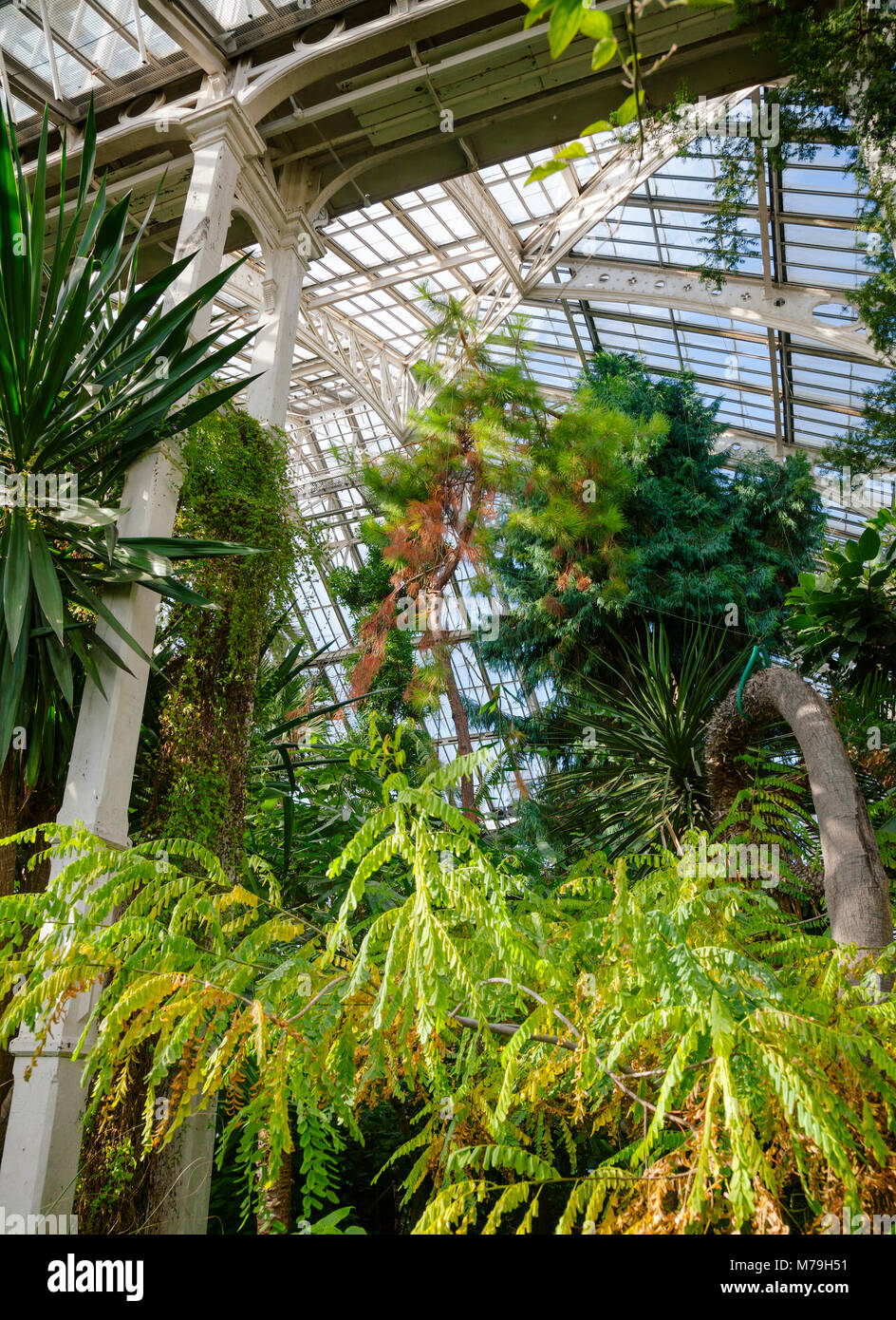 Victorian Palm House greenhouse interior with exotic tropical trees and ...