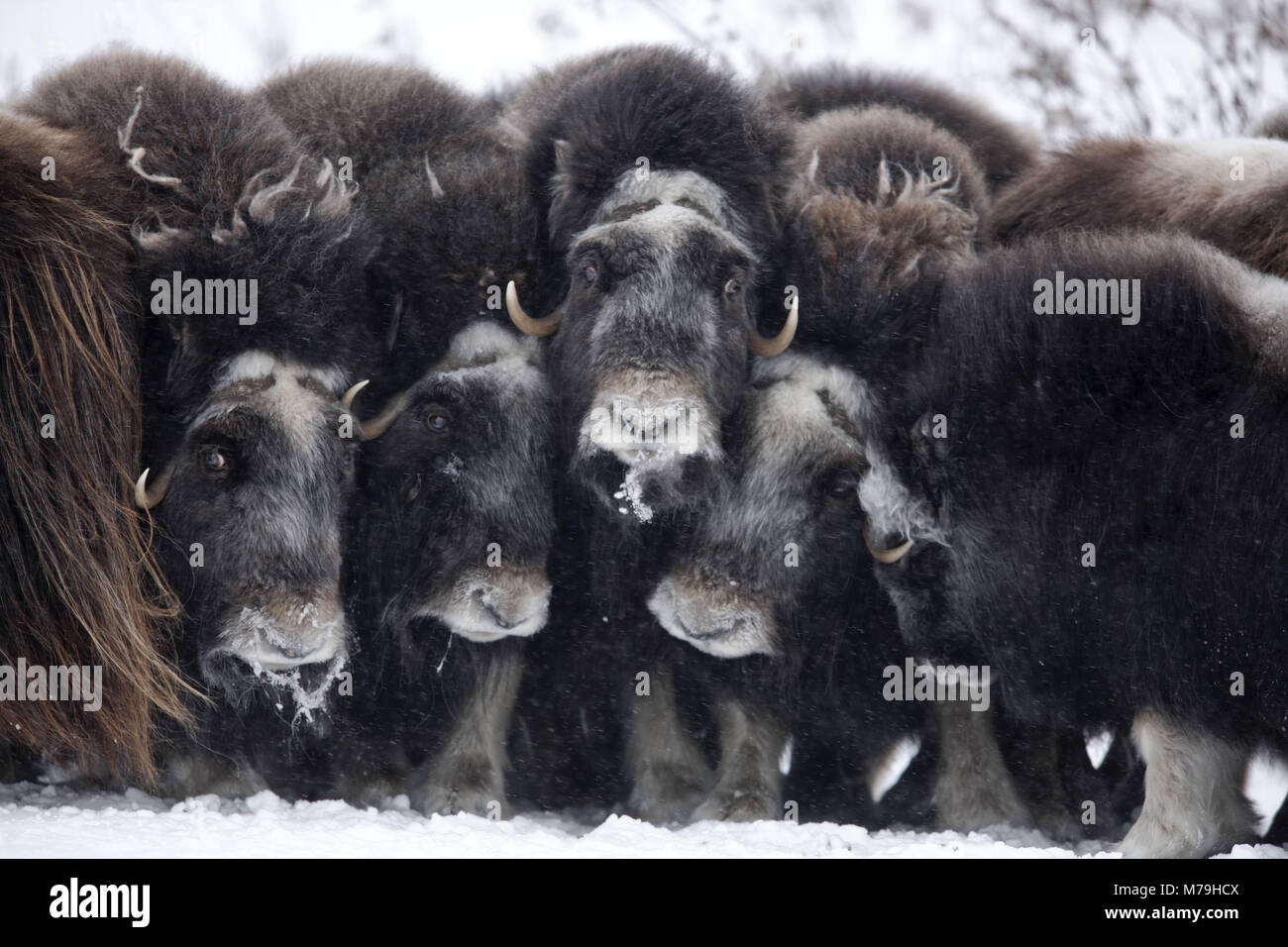 Musk ox defensive hi-res stock photography and images - Alamy