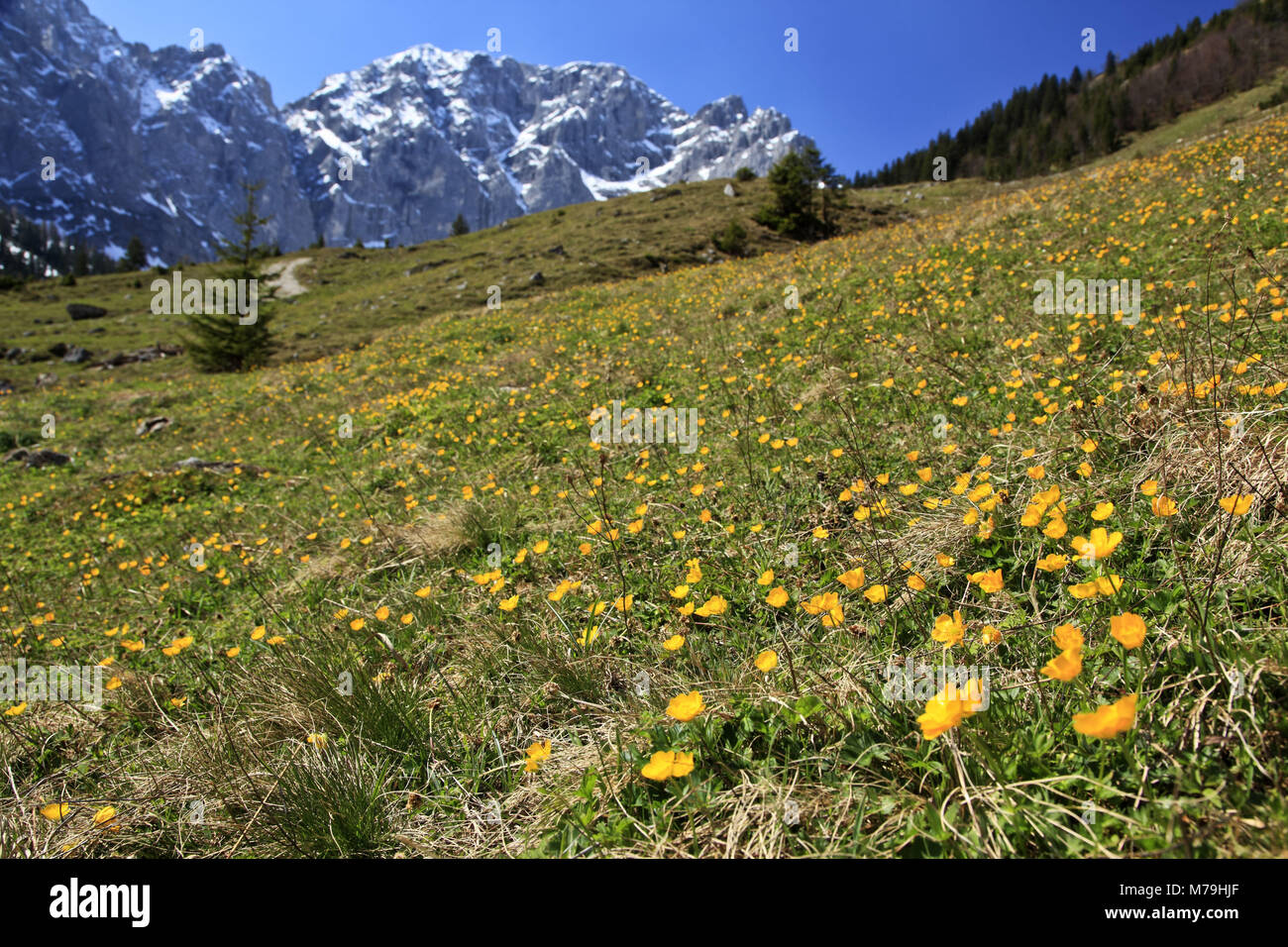 Crowfoot mountains hi-res stock photography and images - Alamy