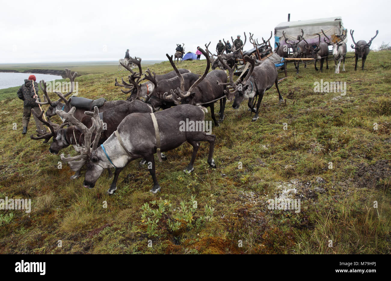 Tundra Siberia Asia High Resolution Stock Photography and Images - Alamy