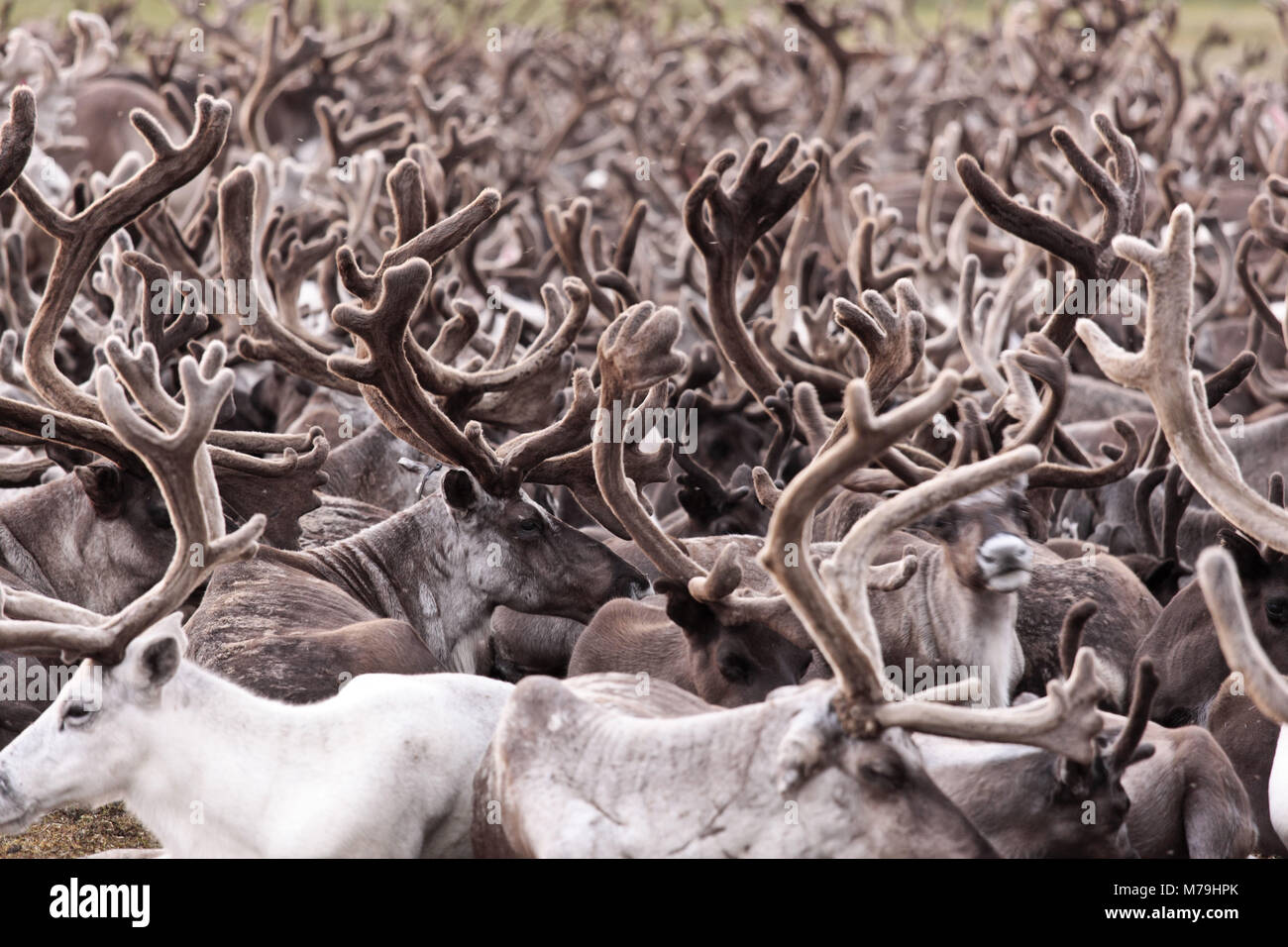 Taimyr Peninsula Reindeer High Resolution Stock Photography and Images ...
