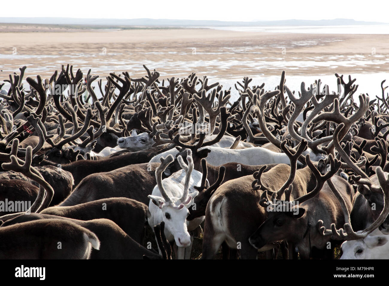 Asia, Russia, Siberia, region of Krasnojarsk, Taimyr peninsula, tundra ...