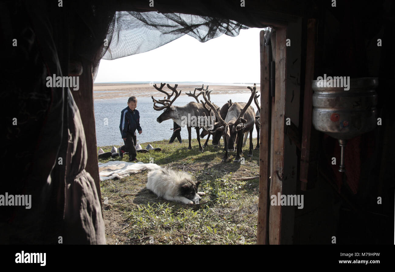 Asia, Russia, Siberia, region of Krasnojarsk, Taimyr peninsula ...