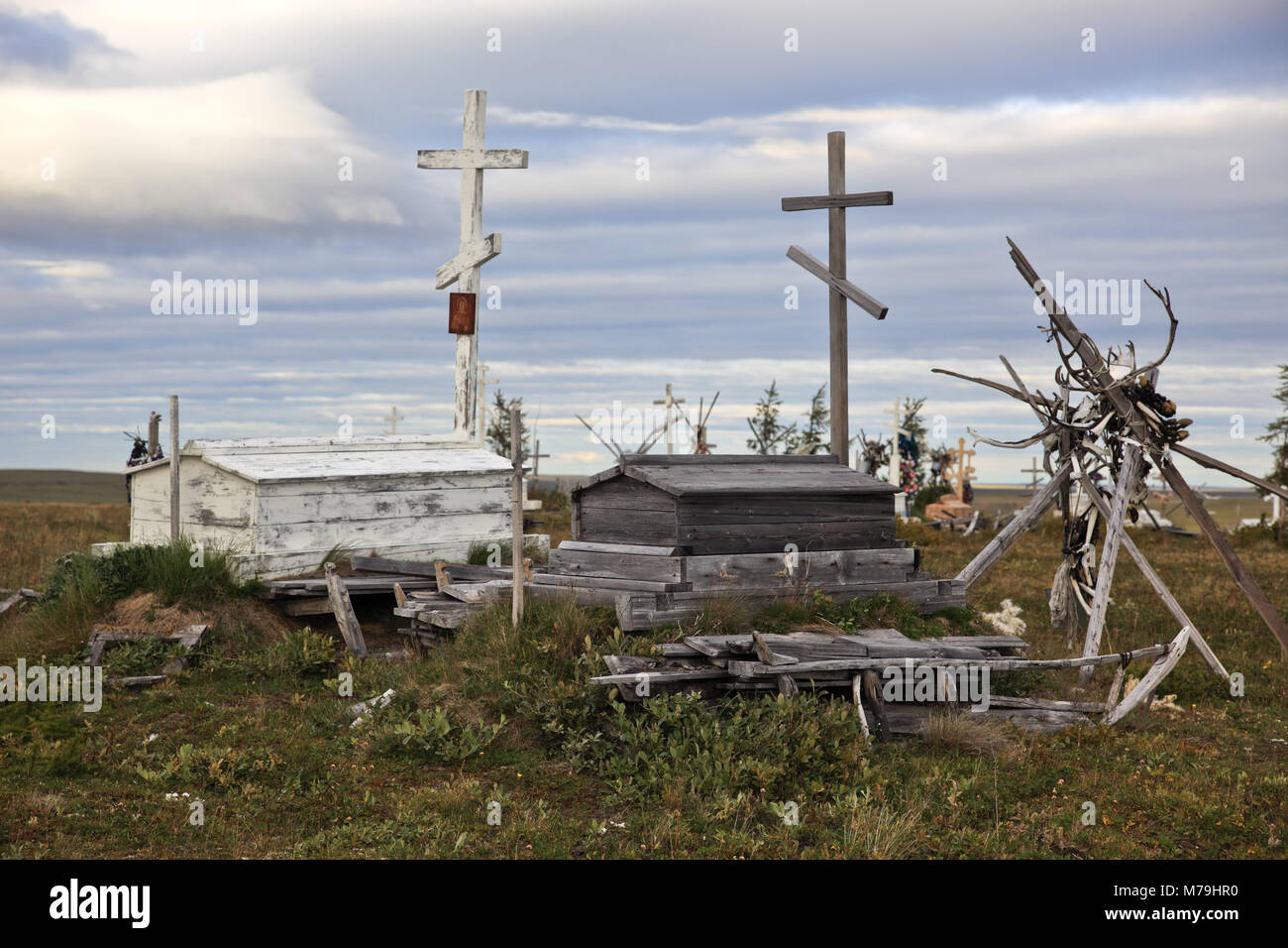 Taimyr peninsula reindeer hi-res stock photography and images - Alamy