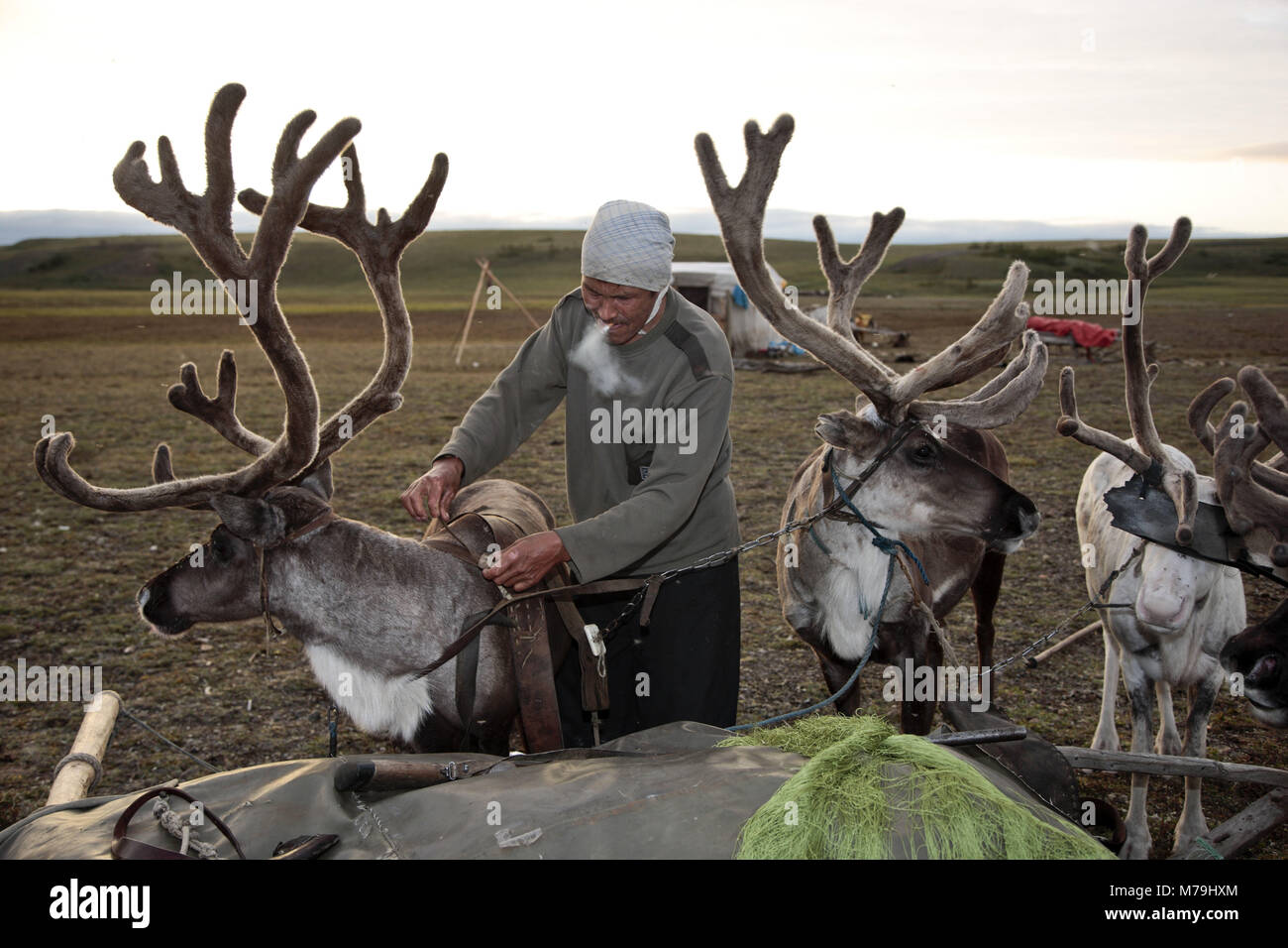 Asia, Russia, Siberia, region of Krasnojarsk, Taimyr peninsula ...