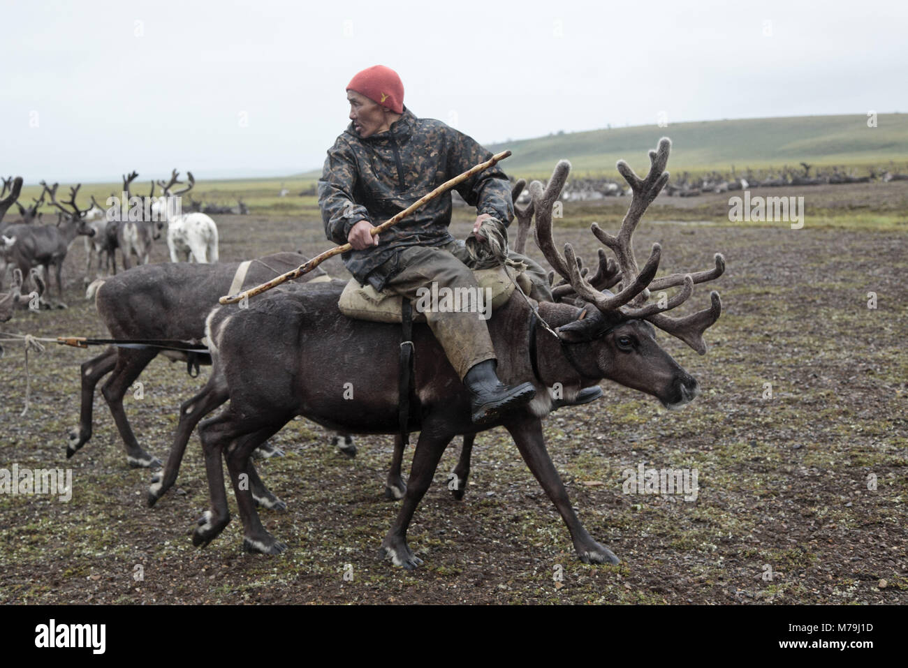 Asia, Russia, Siberia, region of Krasnojarsk, Taimyr peninsula ...