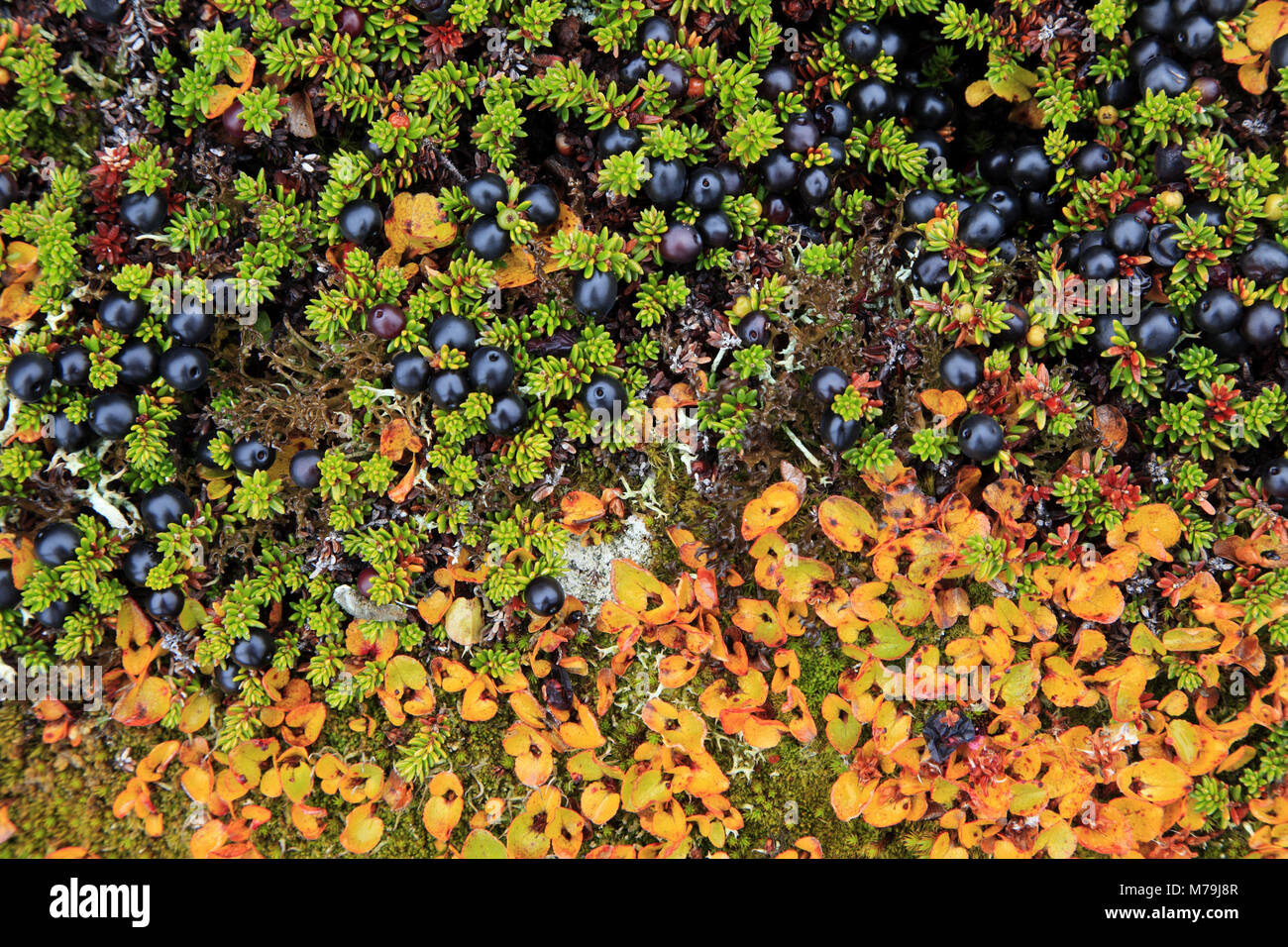 Greenland, East Greenland, area of Ammassalik, tundra, berries, lichens ...
