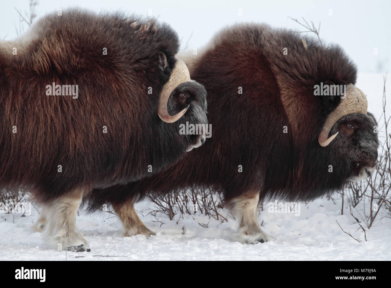 North America, the USA, Alaska, North Alaska, North Slope, musk ox ...