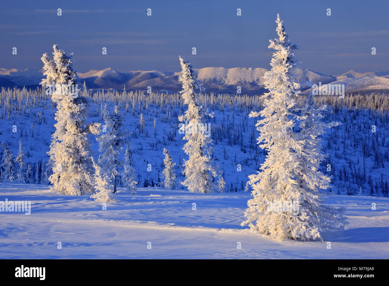 Subarctic north america hi-res stock photography and images - Alamy