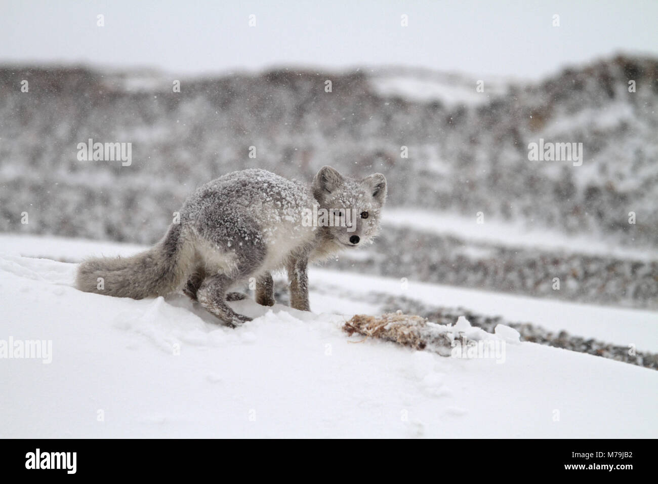 Arctic foxes alaska hi-res stock photography and images - Alamy