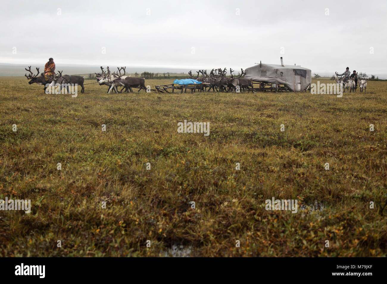 Asia, Russia, Siberia, region of Krasnojarsk, Taimyr peninsula ...
