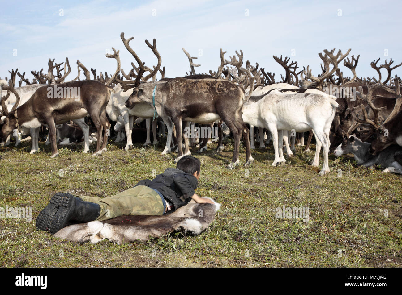 Taimyr peninsula reindeer hi-res stock photography and images - Alamy