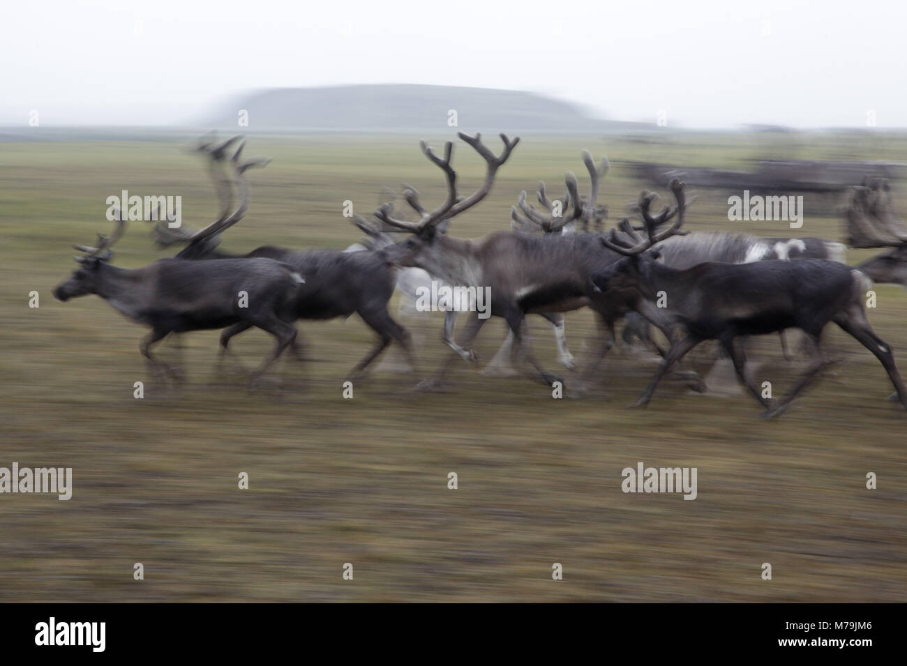 Asia, Russia, Siberia, region of Krasnojarsk, Taimyr peninsula ...