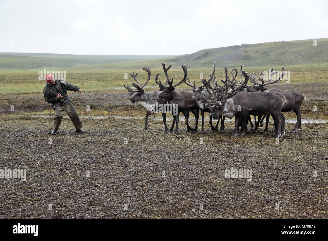 Russia tundra animals hi-res stock photography and images - Alamy