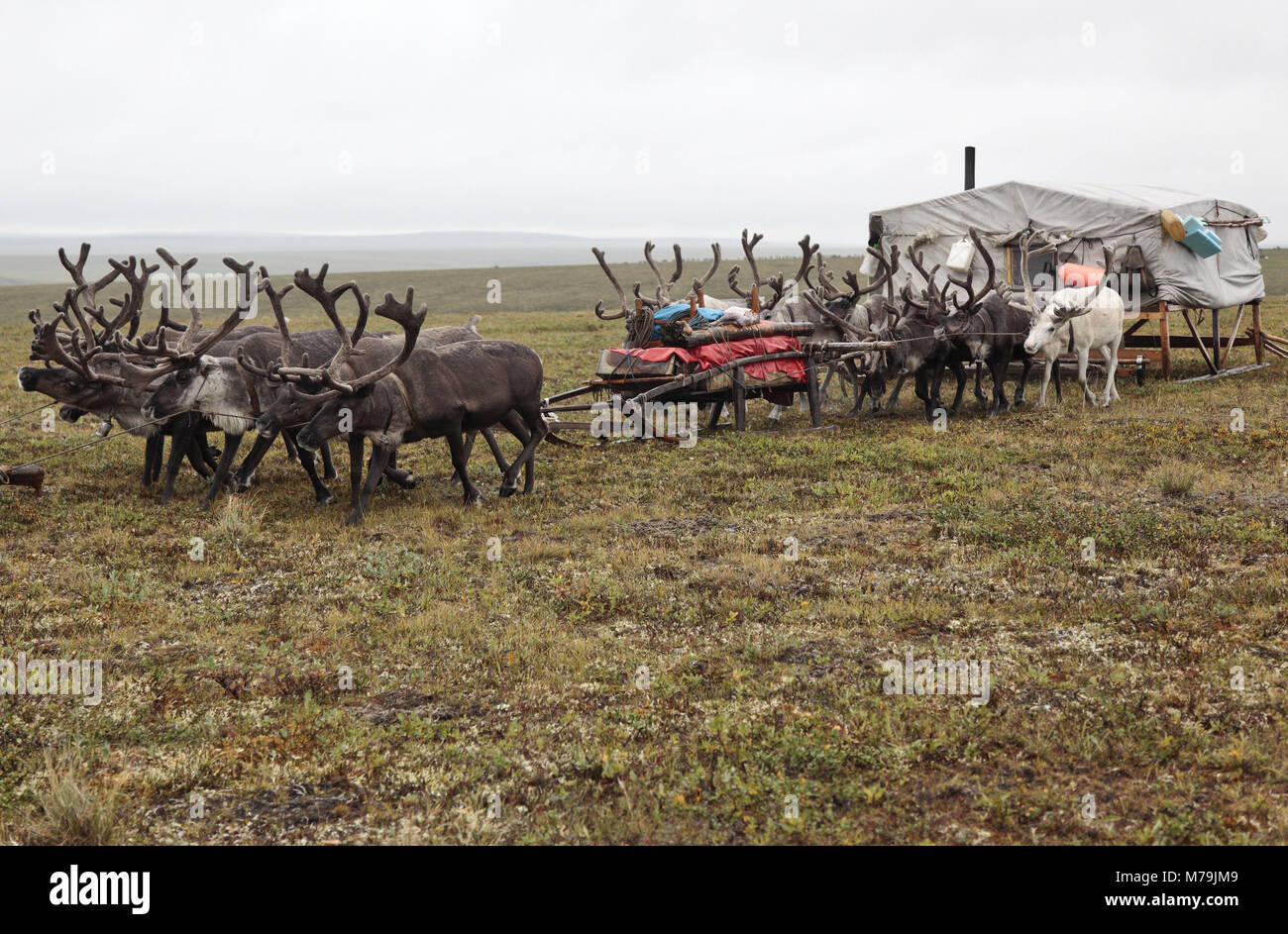 Taimyr peninsula reindeer hi-res stock photography and images - Alamy