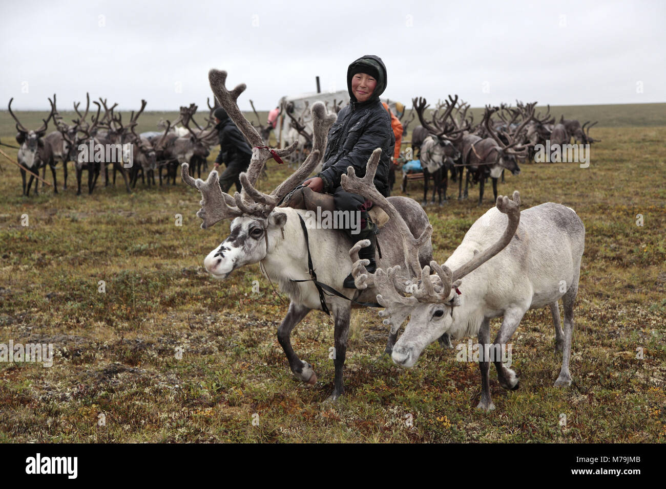Asia, Russia, Siberia, region of Krasnojarsk, Taimyr peninsula ...