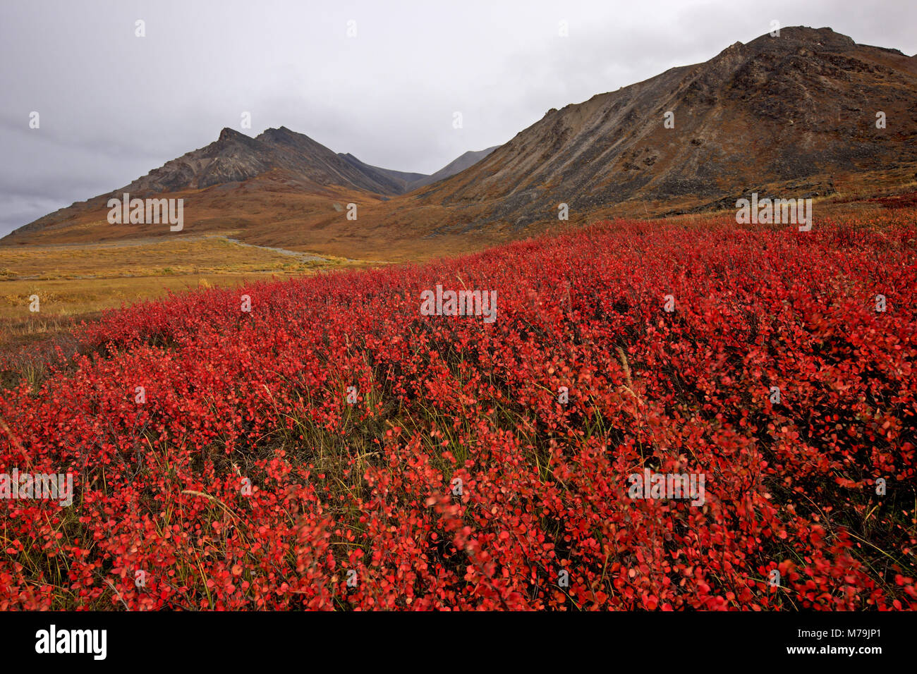 Tundra landscape alaska hi-res stock photography and images - Alamy