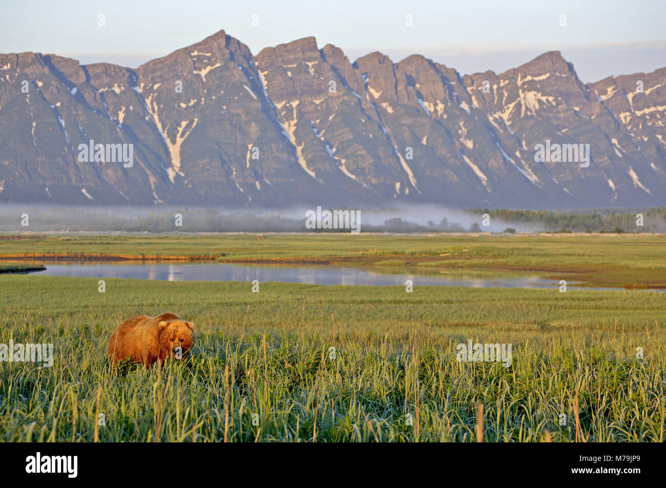 Grizzly brown bear hallo bay katmai hi-res stock photography and images ...