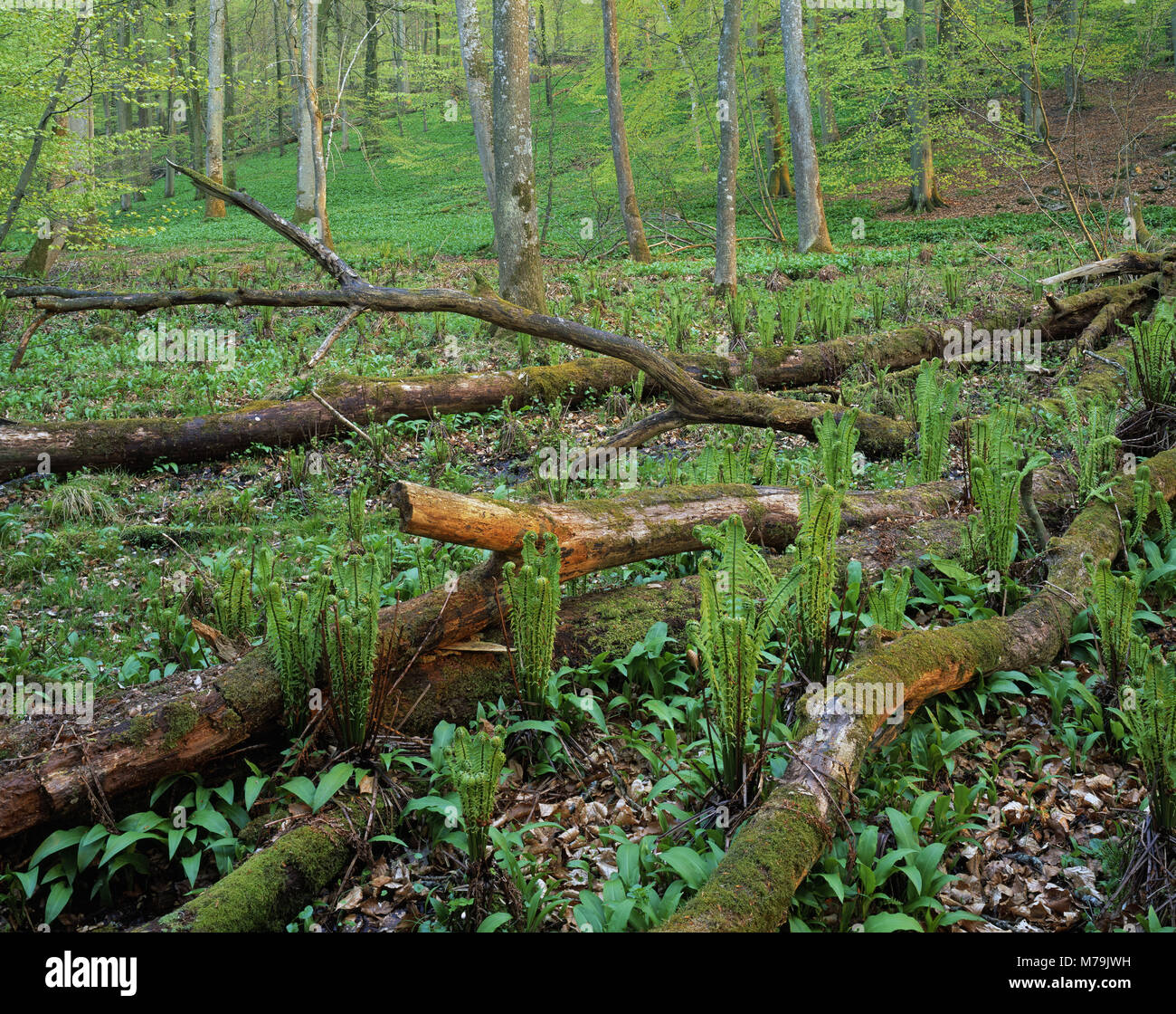 Ferns and moss hi-res stock photography and images - Alamy