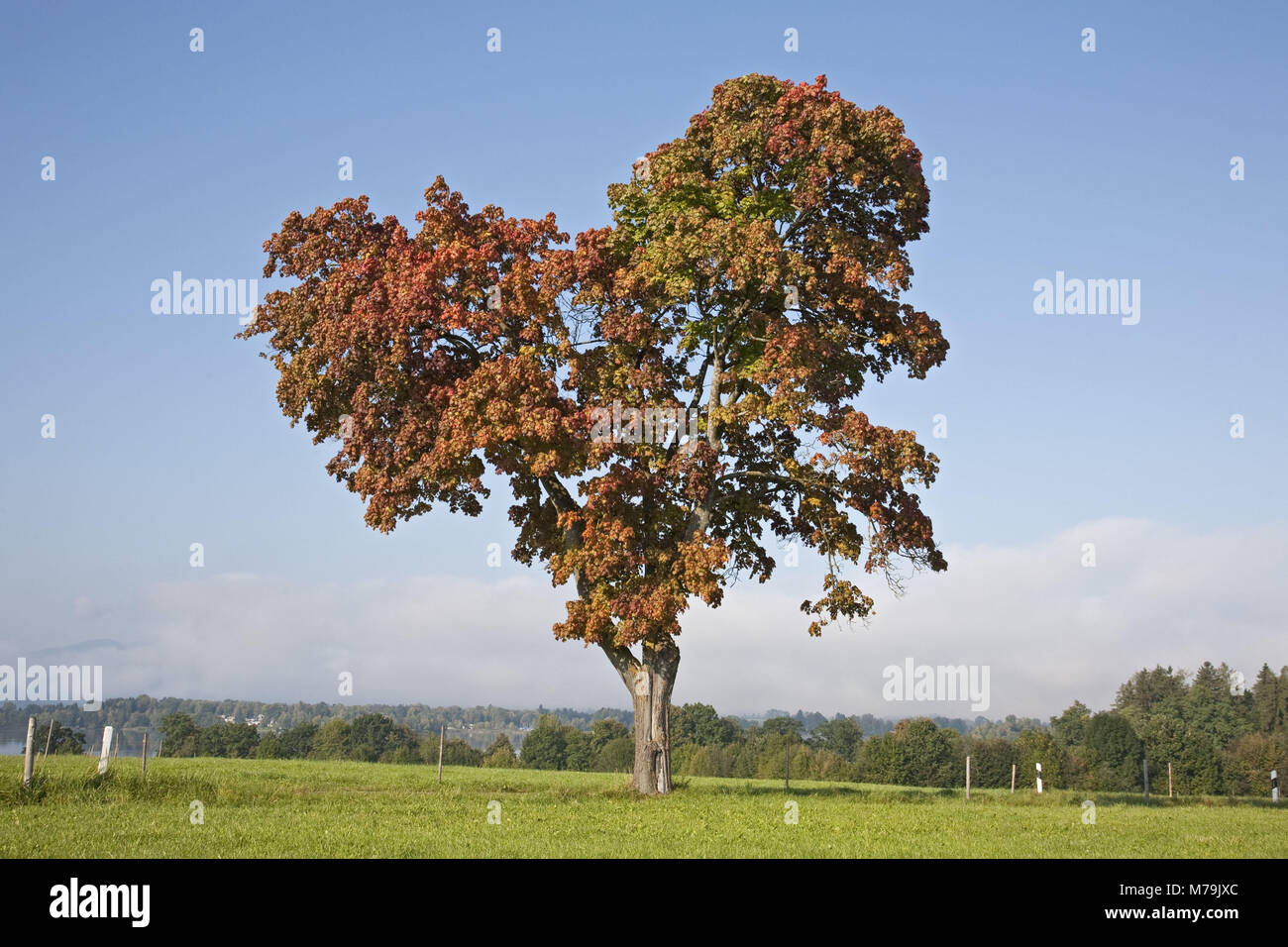 Maple tree in autumn Stock Photo - Alamy