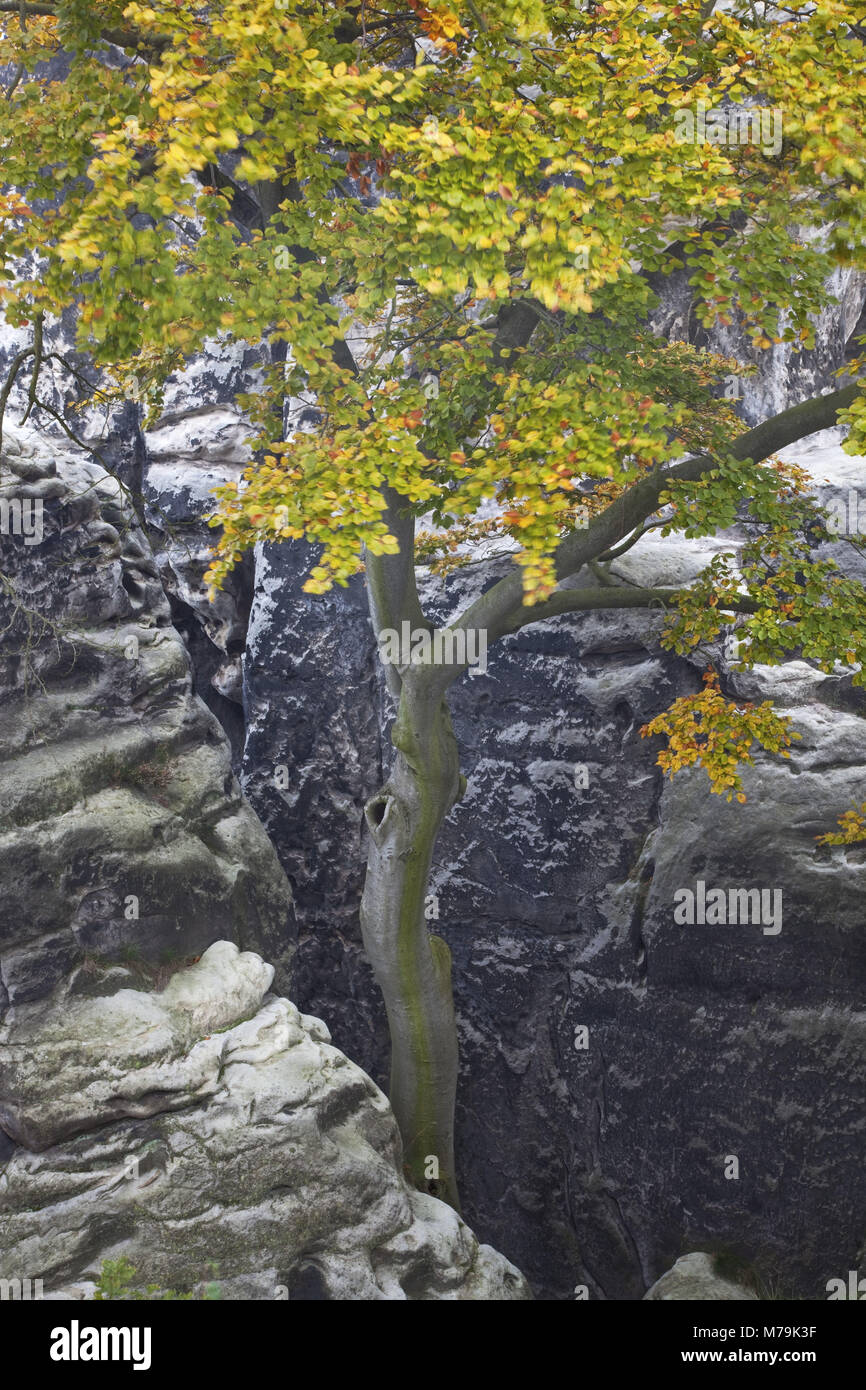 Tree in saxon switzerland hi-res stock photography and images - Alamy