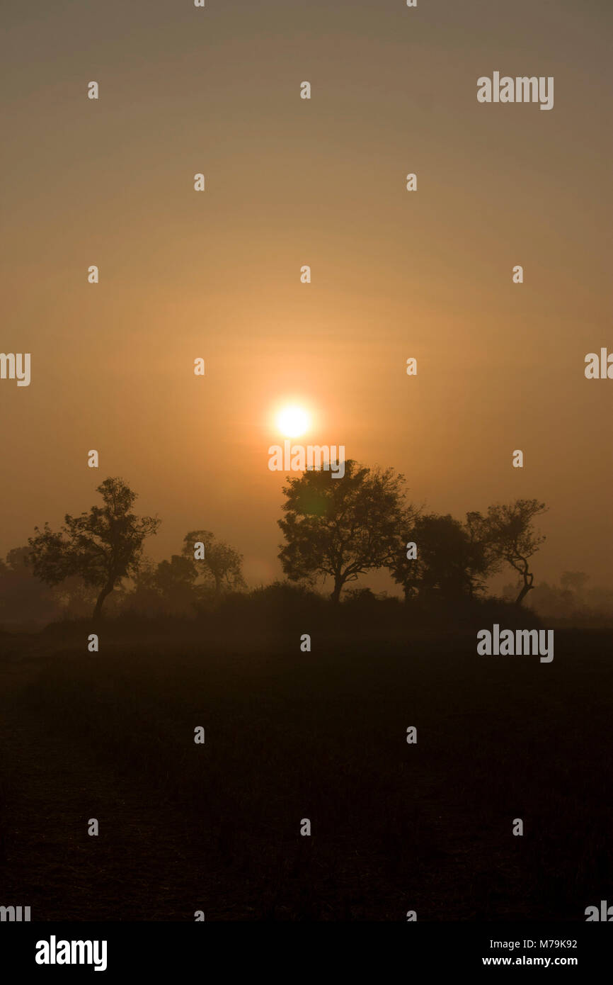 Trees Silhouette At Sunrise With Yellow Color Sky Background Stock ...