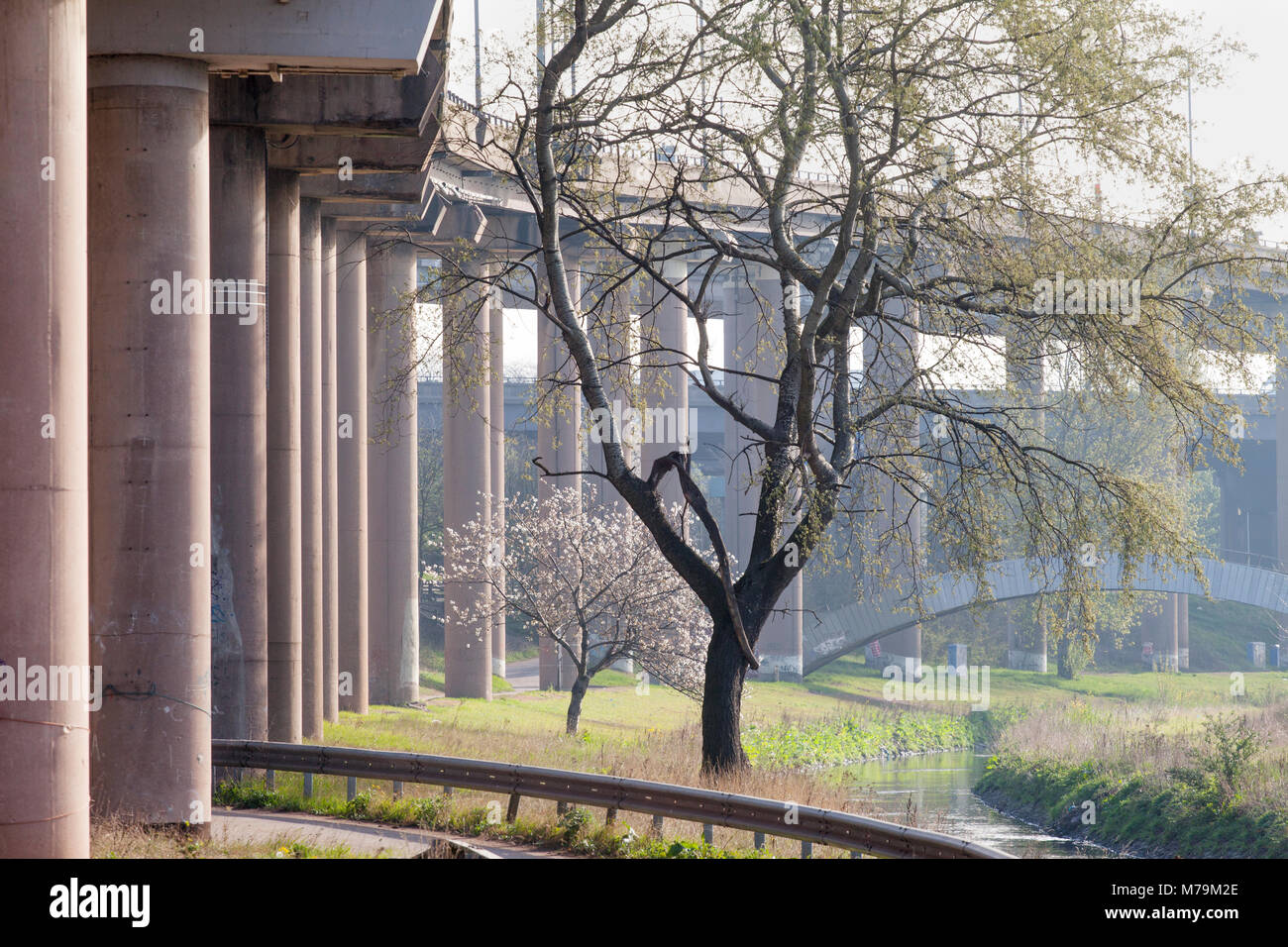 Trees growing underneath the Spaghetti Junction motorway interchange in ...