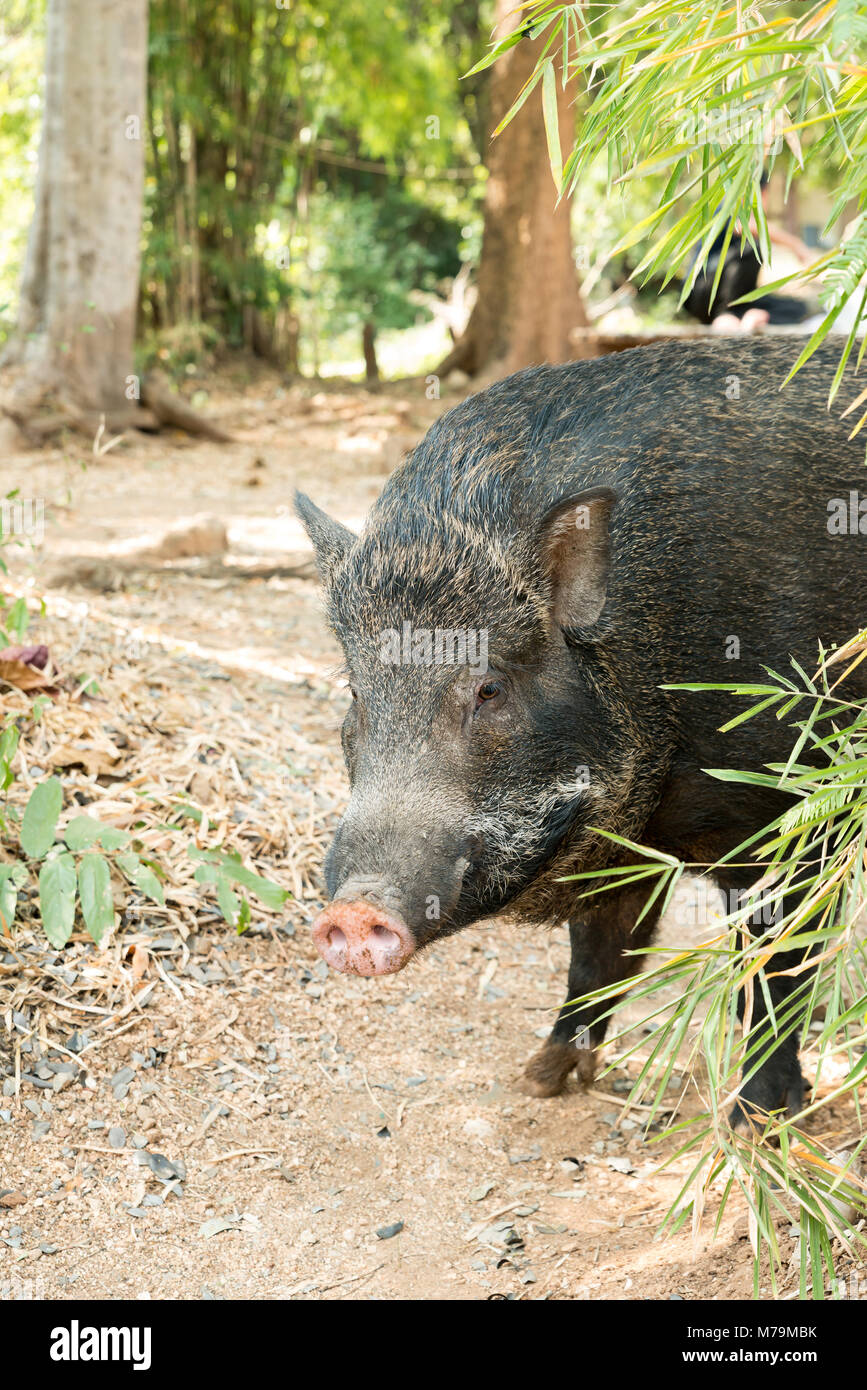 Pig in Erawan National Park, Kanchanaburi Province, Thailand, Asia ...