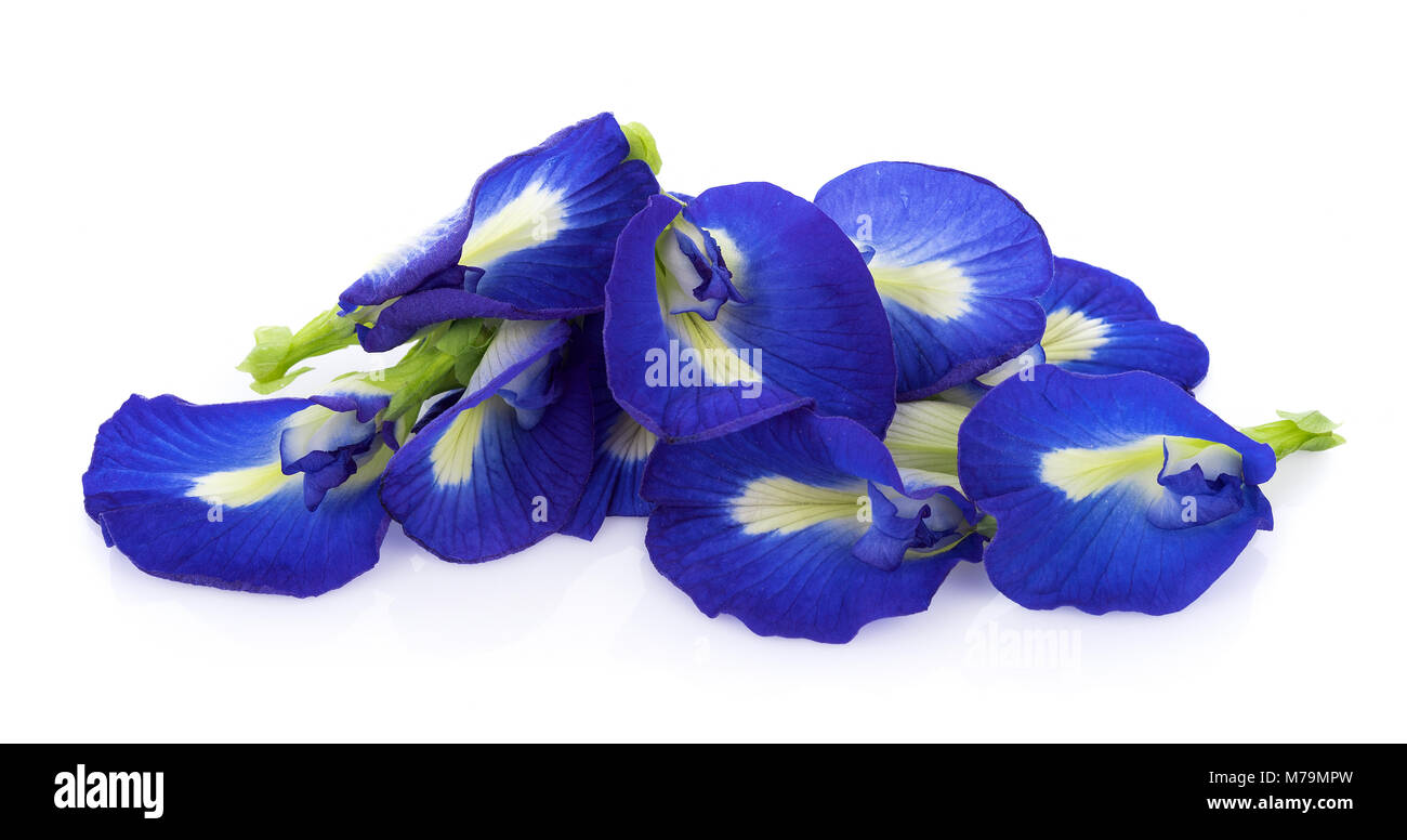 blue pea flowers on white background Stock Photo - Alamy