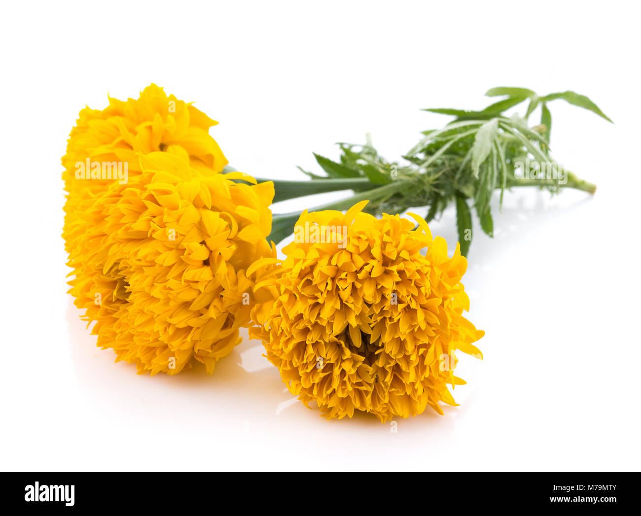 Petal marigold tagetes erecta Cut Out Stock Images & Pictures - Alamy