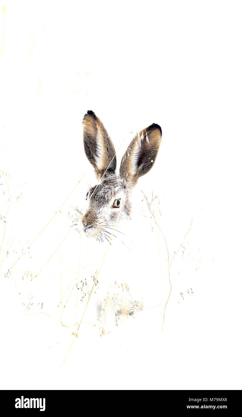 Whitetail Jackrabbit in winter (Lepus townsendi), Yellowstone Stock ...